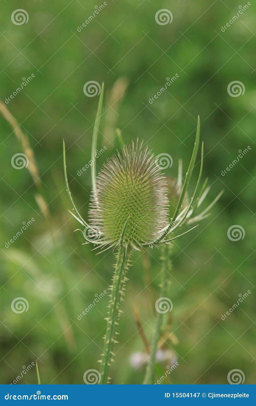 Big Green Thistle In The Garden In Front Of The House Royalty-Free ...