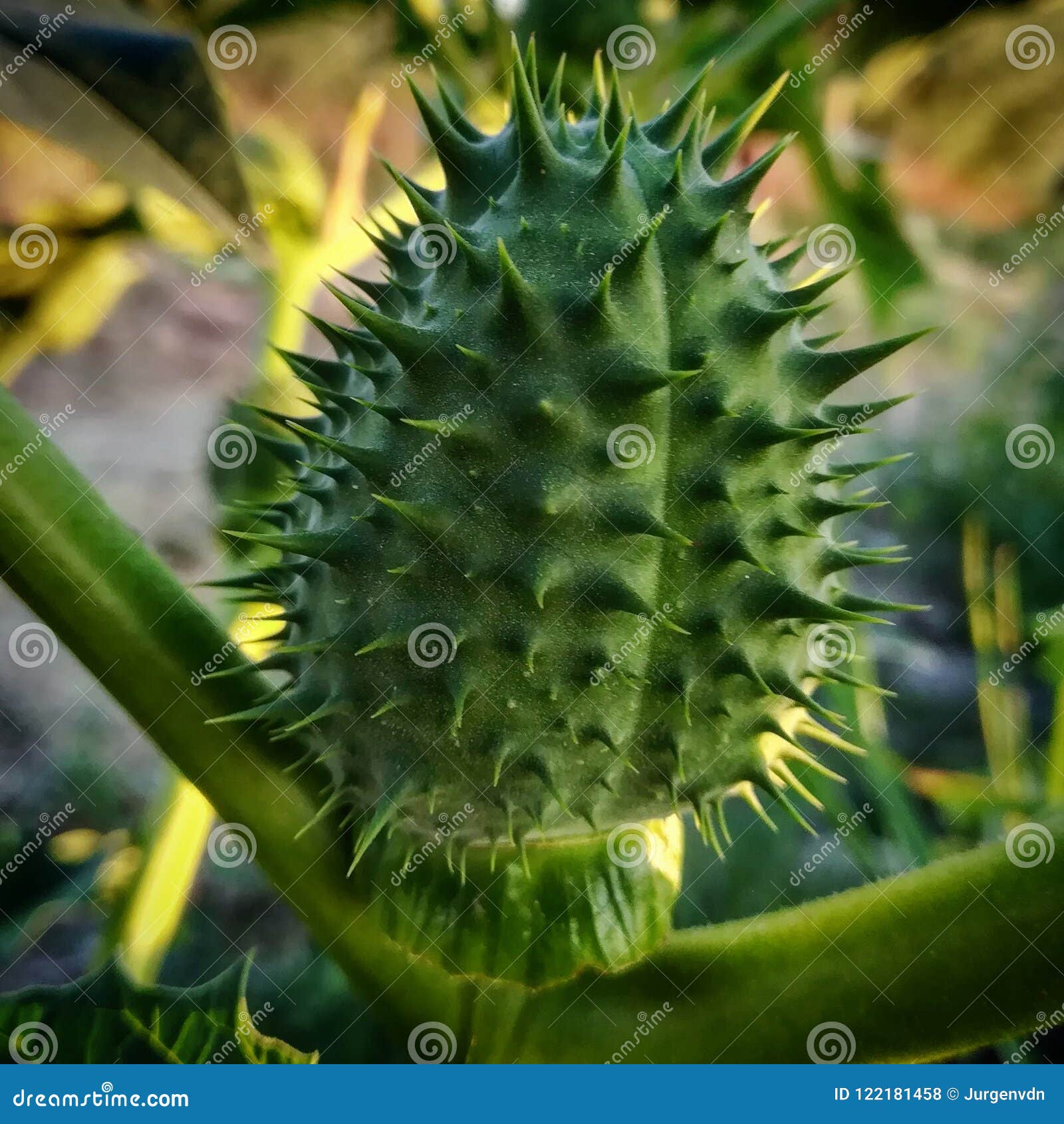 Big Green Thistle In The Garden In Front Of The House Royalty-Free ...