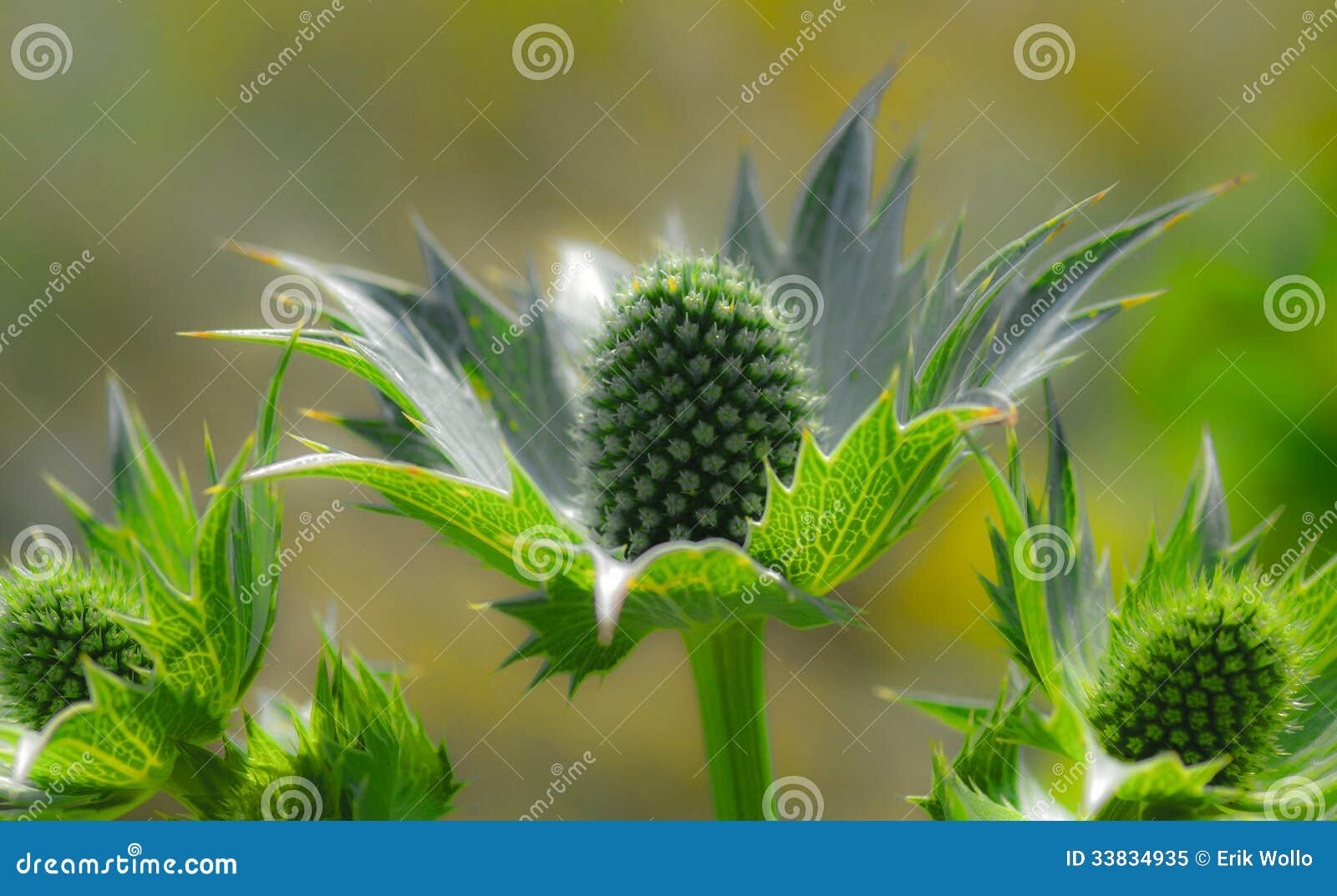 Green thistles stock image. Image of ecology, nature - 33834935