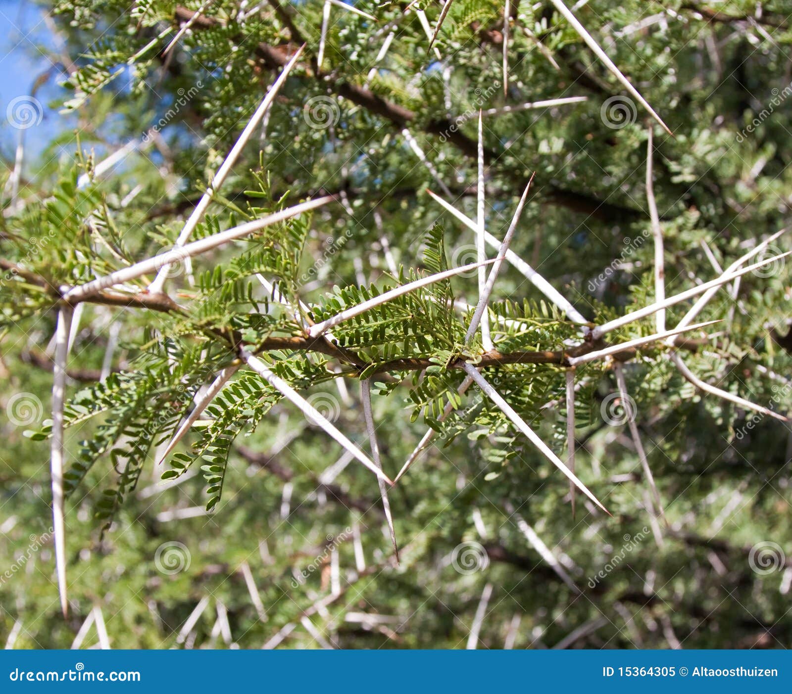 Green Thorn Bush with Long White Thorns Stock Image - Image of detail ...