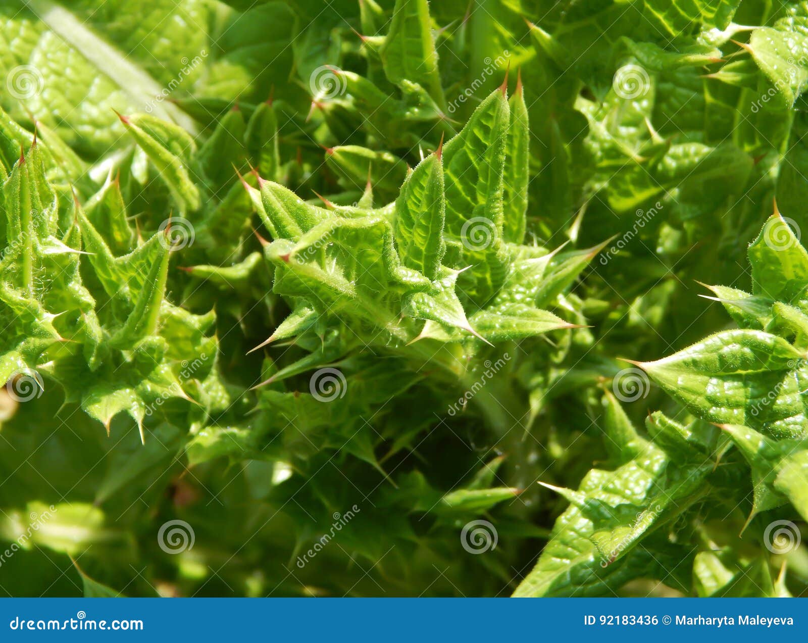 Green Thorns Grass Background. Stock Photo - Image of field, thorns ...