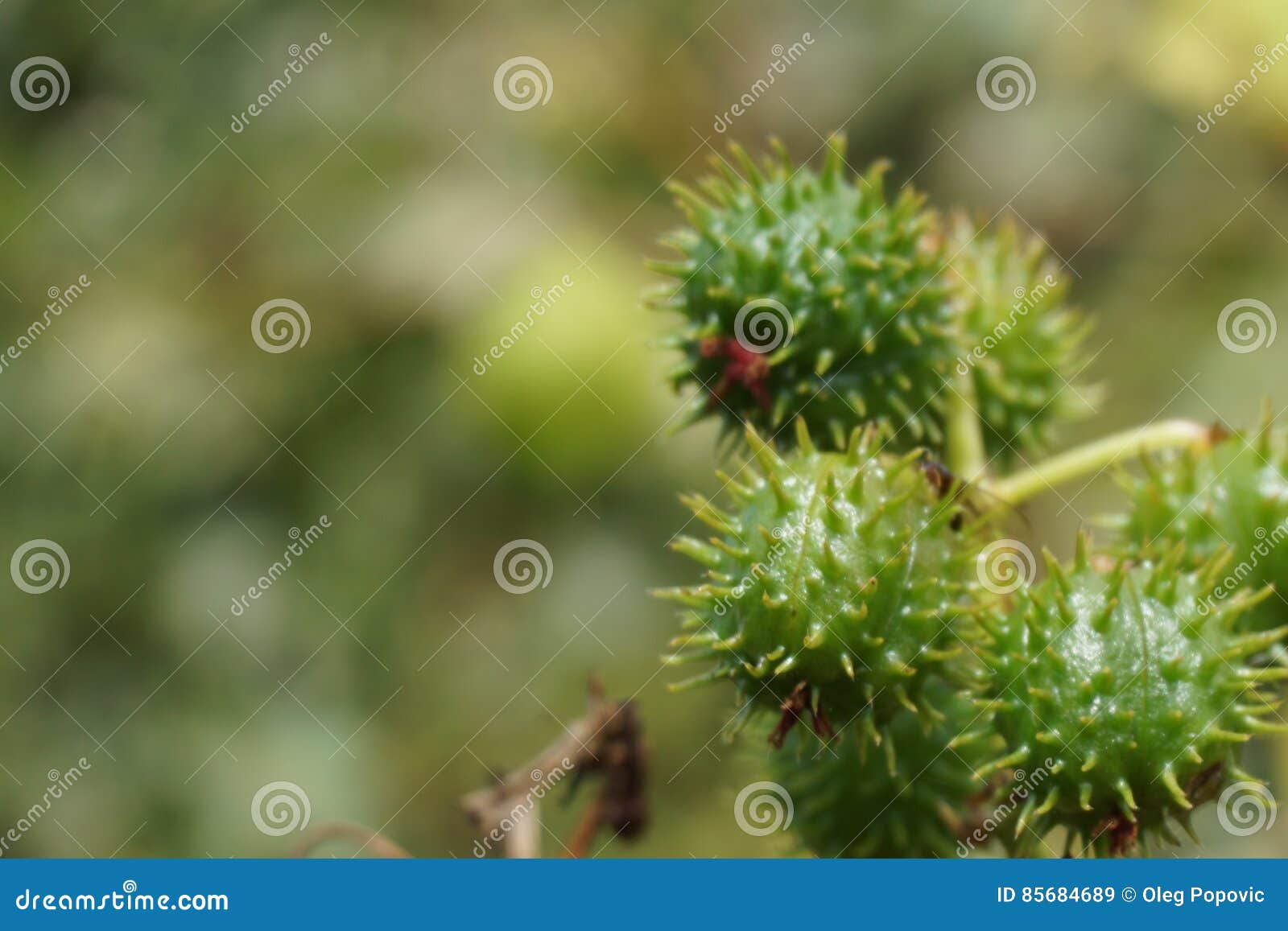 Green thorny strobiles stock image. Image of tree, forest - 85684689