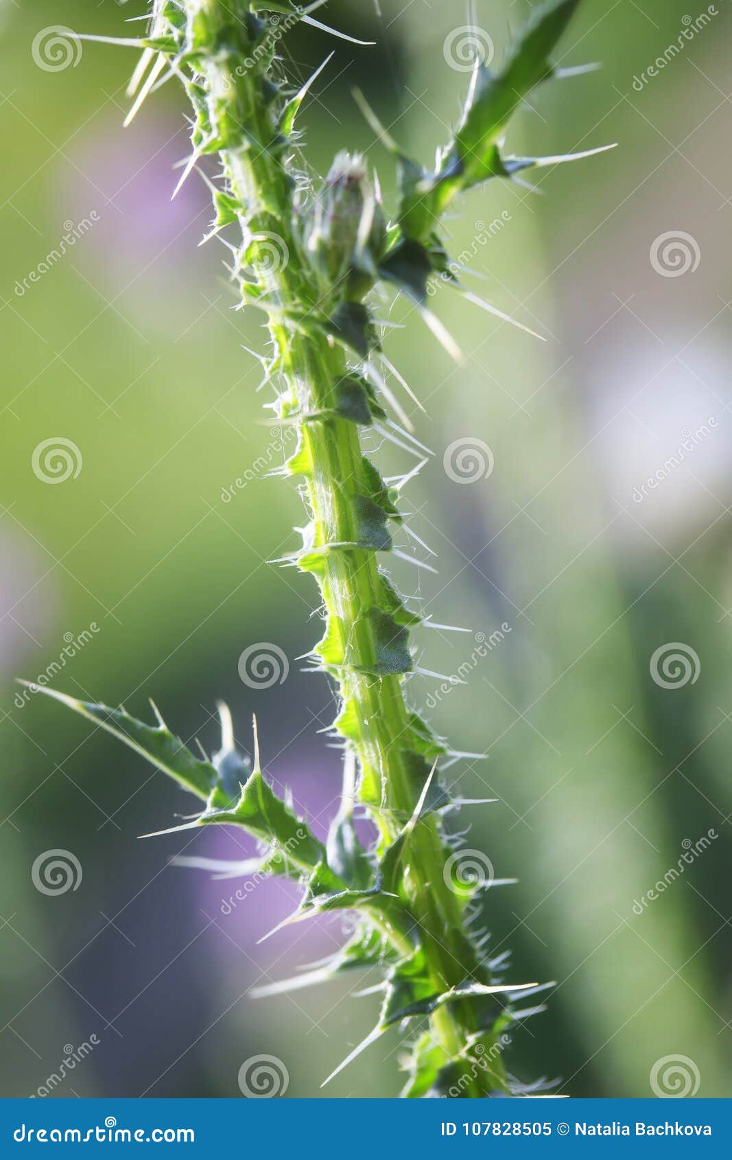 Green Threat Bush Prickly Thistle with a Sharp and Long Spines a Stock ...