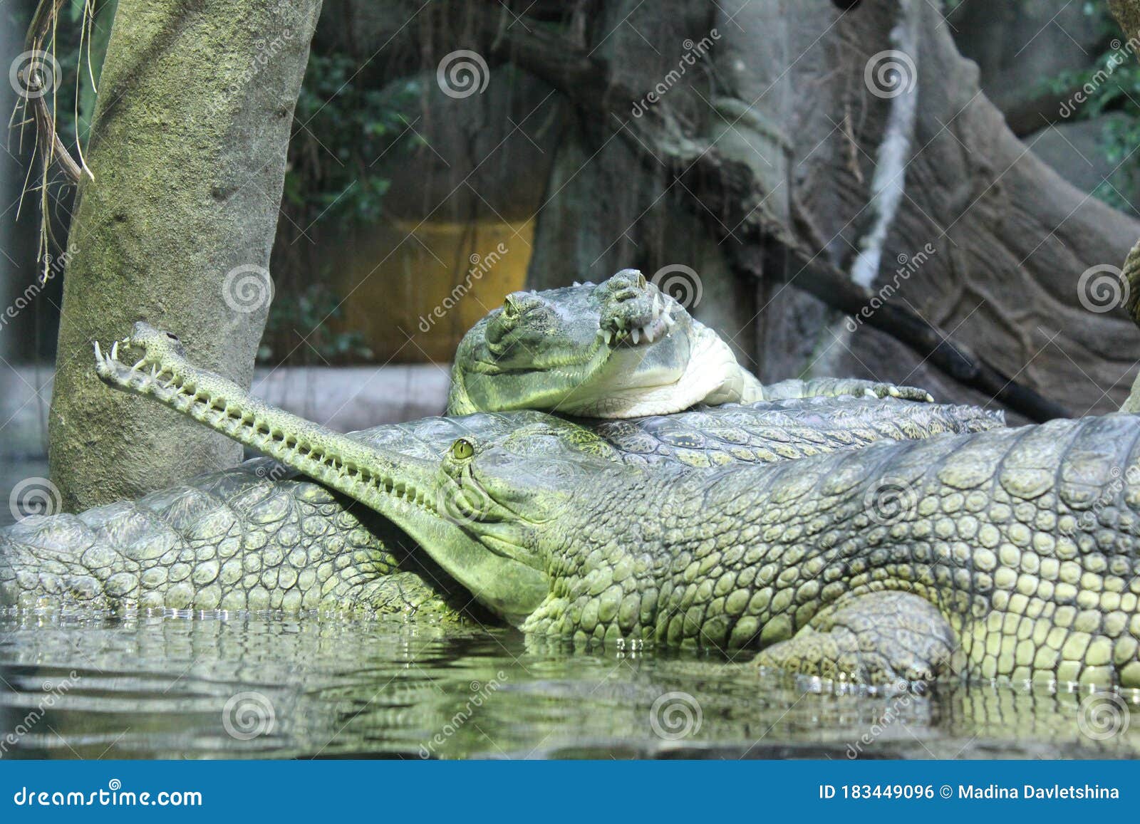 Miami. Alligators At The Alligator Farm Crocodile Farm. Royalty-Free ...