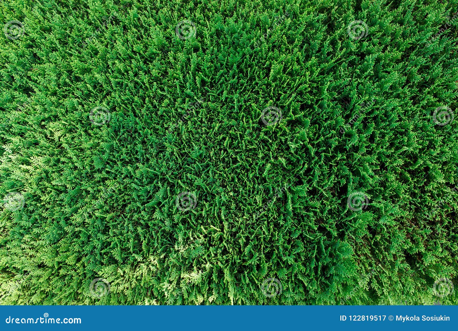 Green Thuja Branch Top View Background Texture Stock Image - Image of ...