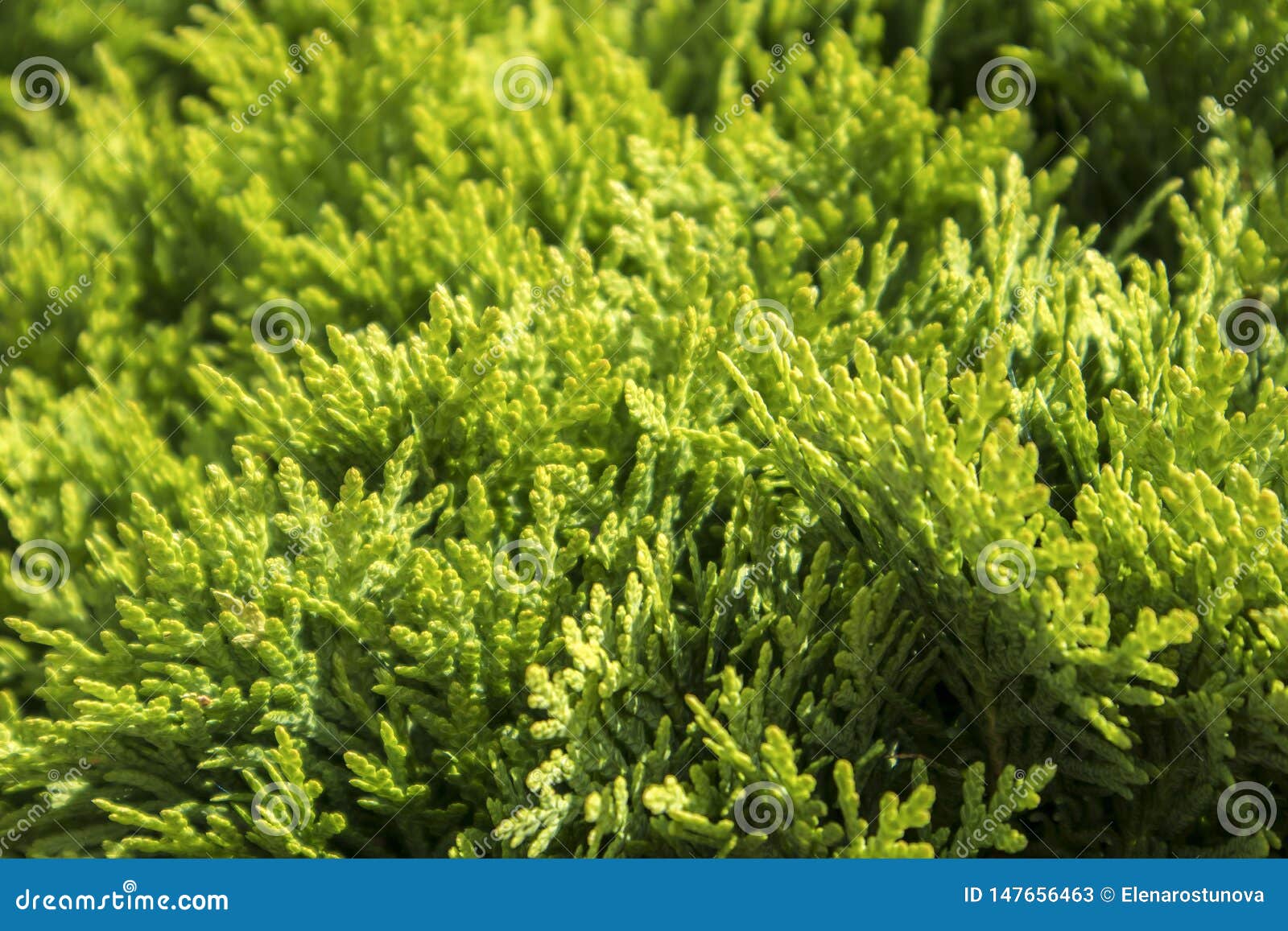 Green Thuja Leaves Background Stock Image - Image of arborvitae, fresh ...