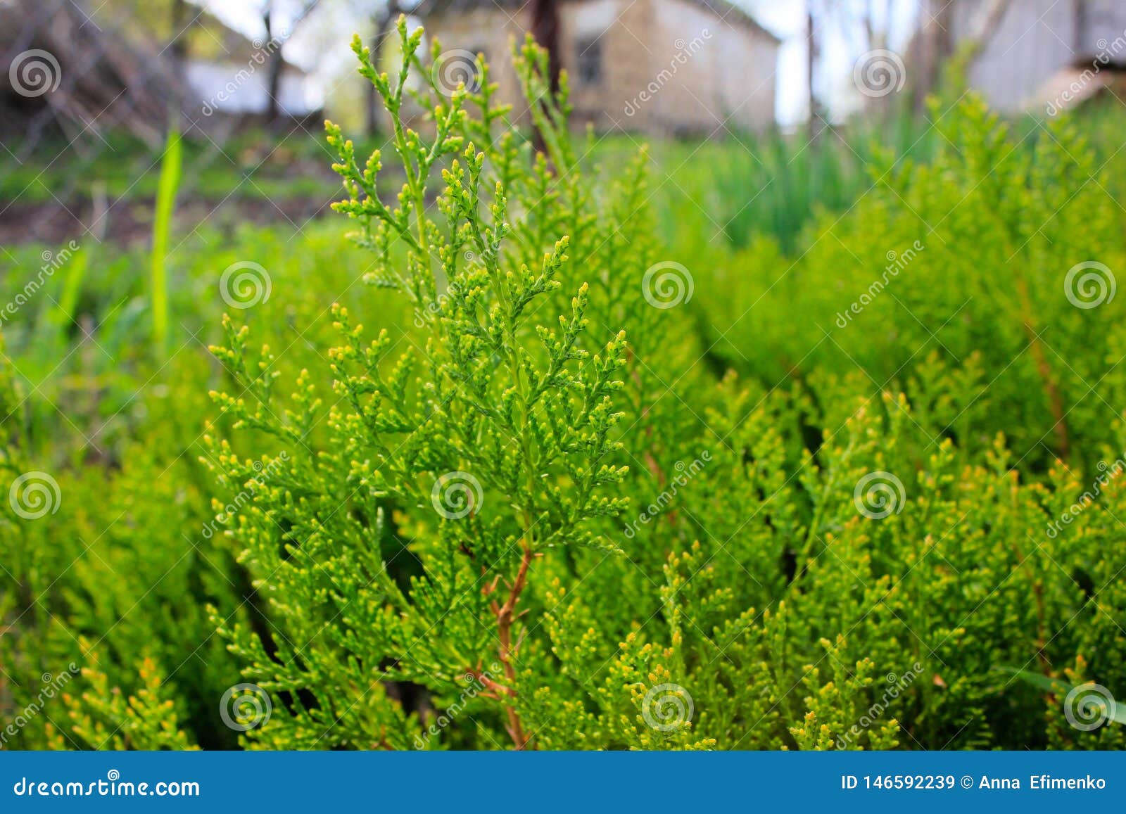 Green Thuja in the Park. Growth, Arborvitae Stock Image - Image of ...