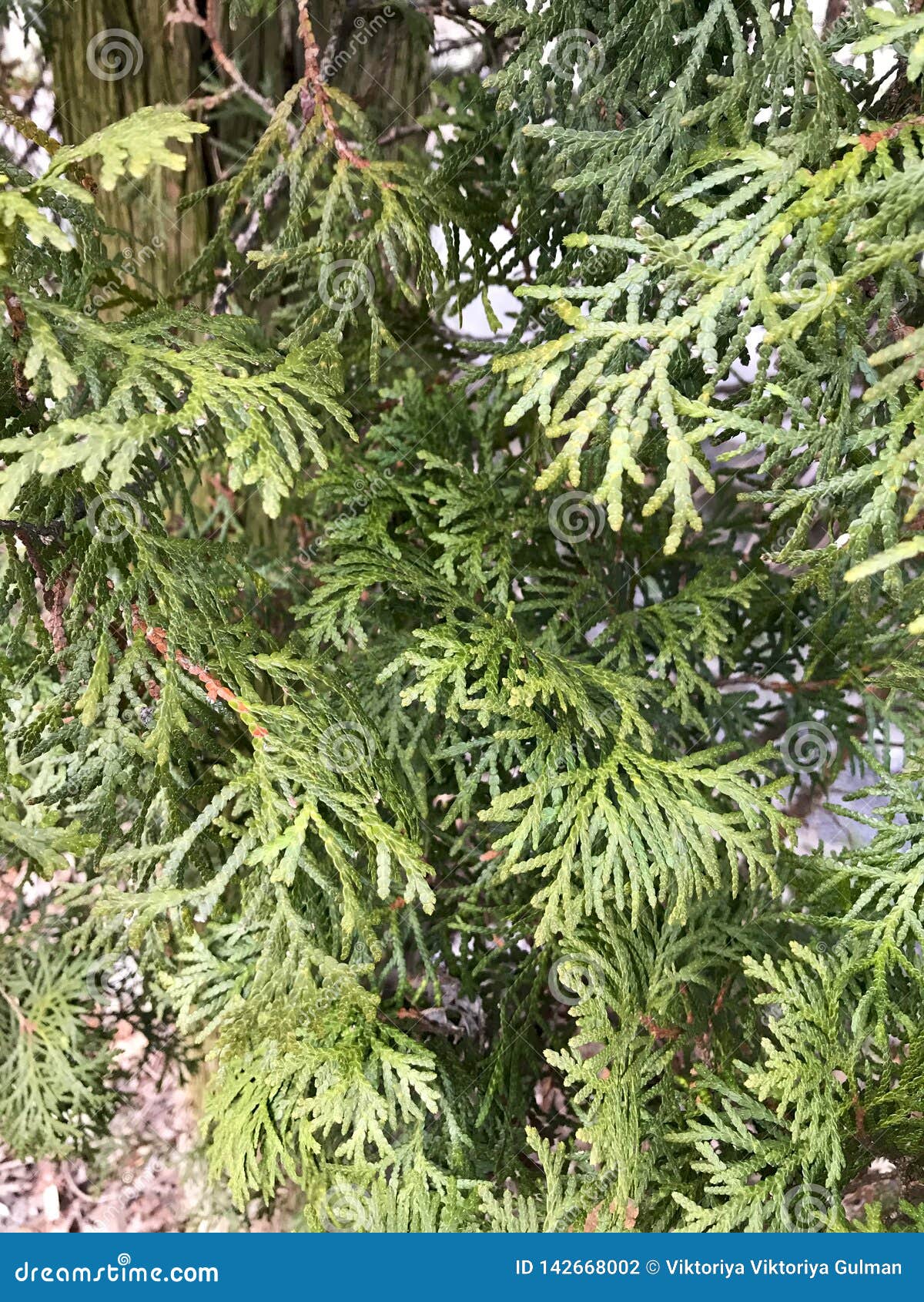 Green Thuja Tree Branch Close Up . Stock Photo - Image of branch ...