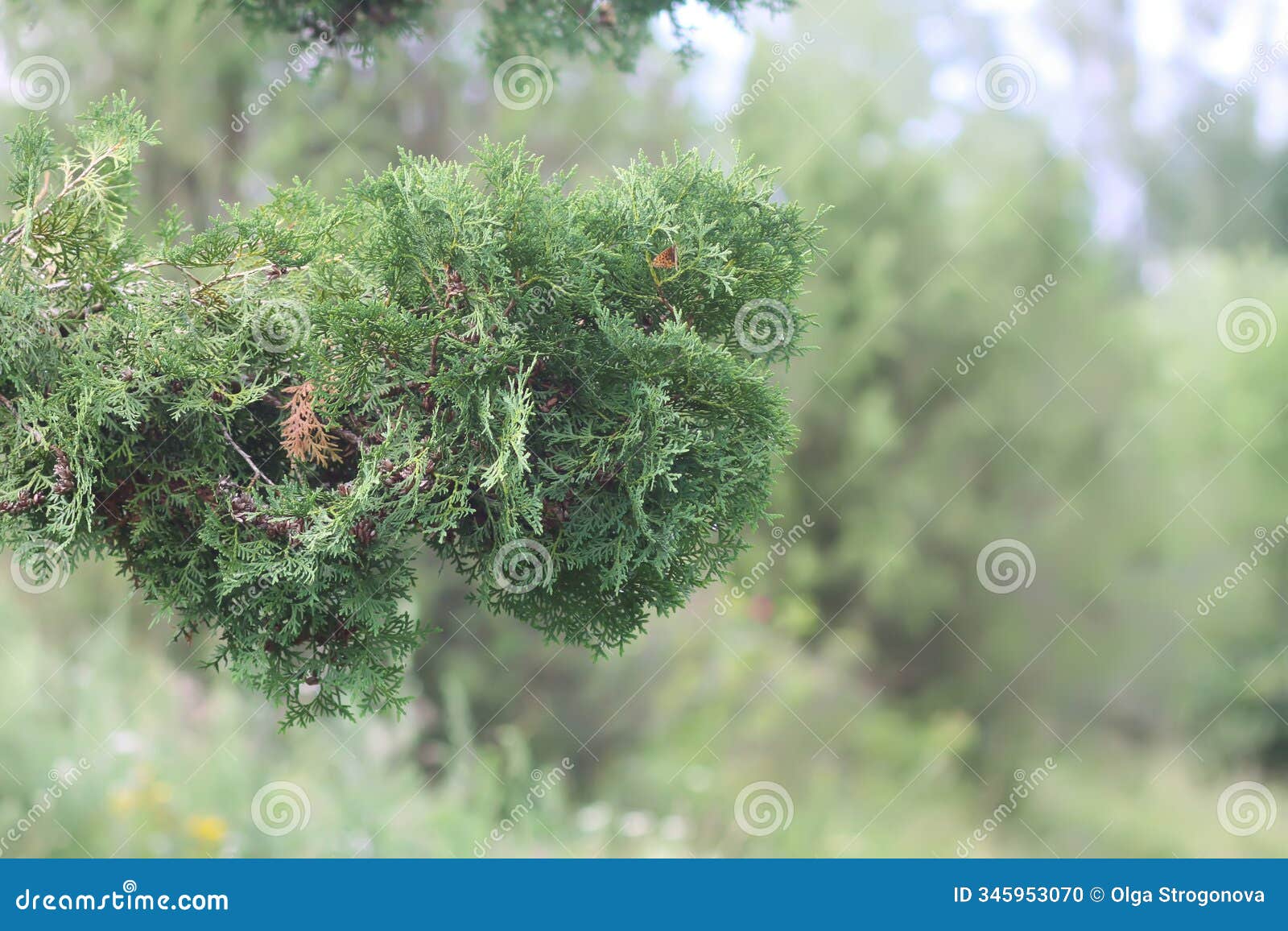 Green Thuja Tree Branch Growing in the Garden Stock Photo - Image of ...