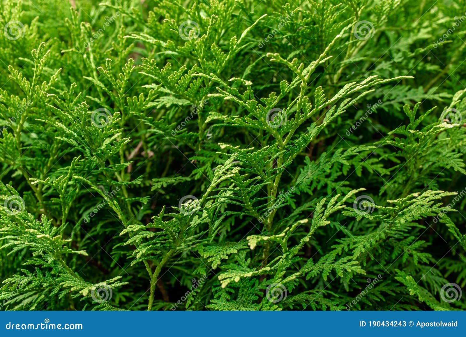 Green Thuja Tree Branches Background. Natural Needles Backdrop, Bright ...