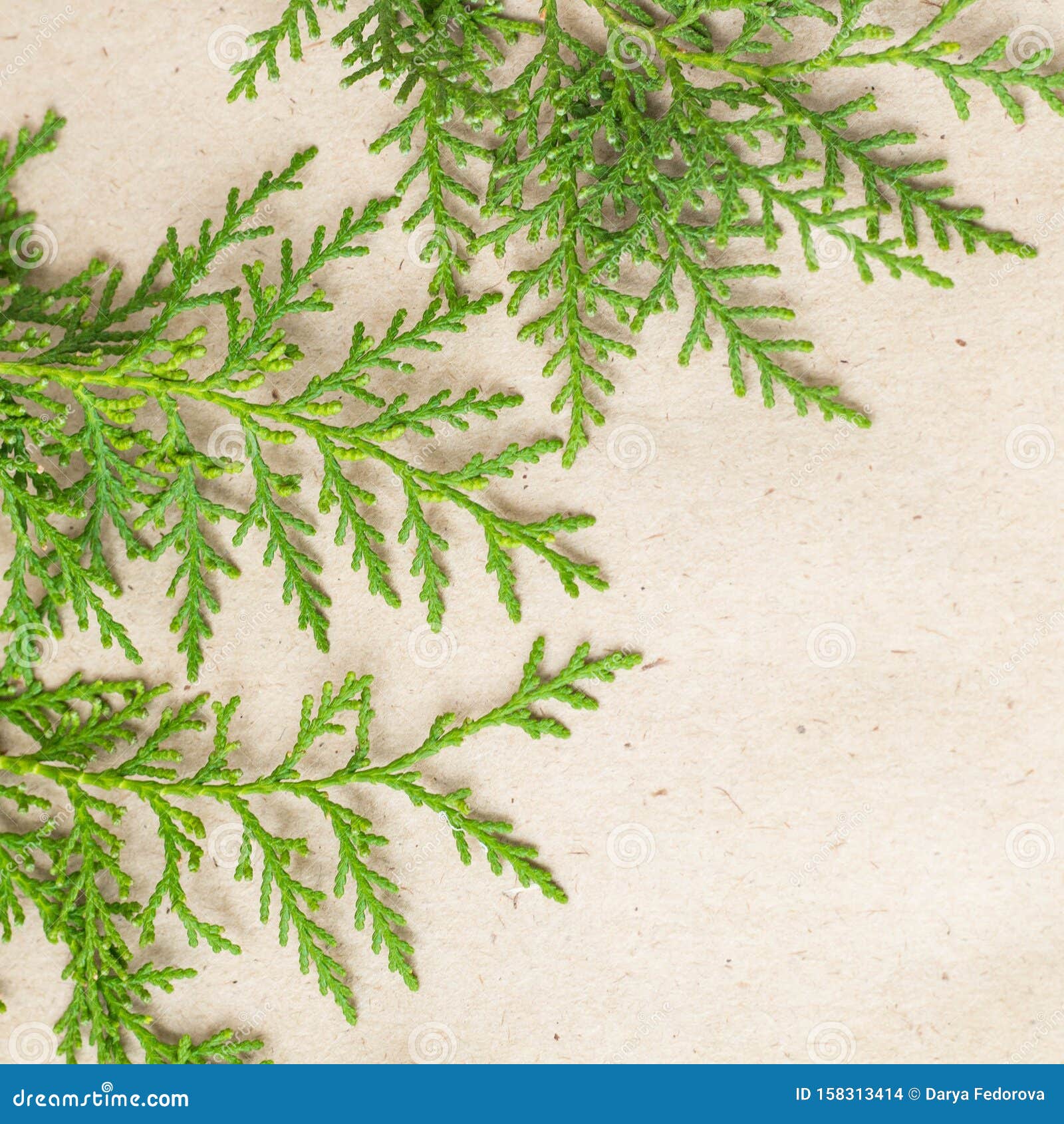 Green Thuja Tree Branches Frame on Beige Rustic Background Stock Photo ...