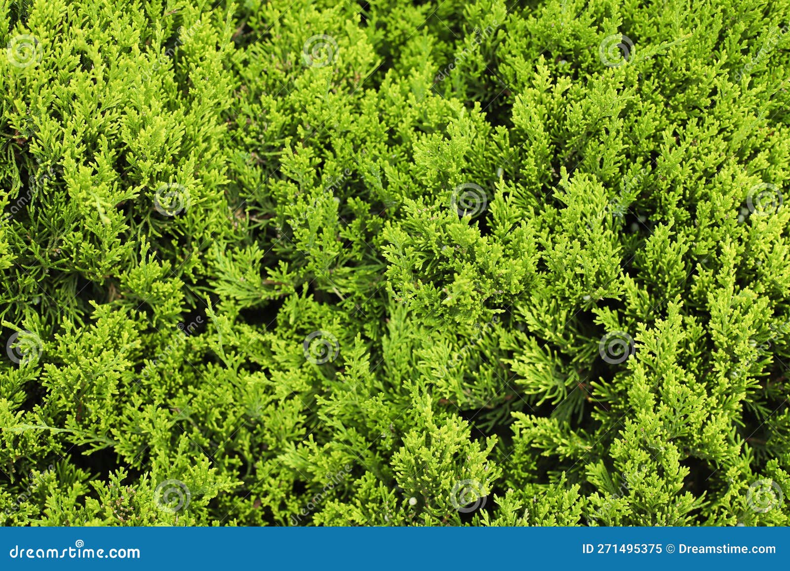 Green Thuja Tree Branches Texture Background, Tui Tree, Thuja ...