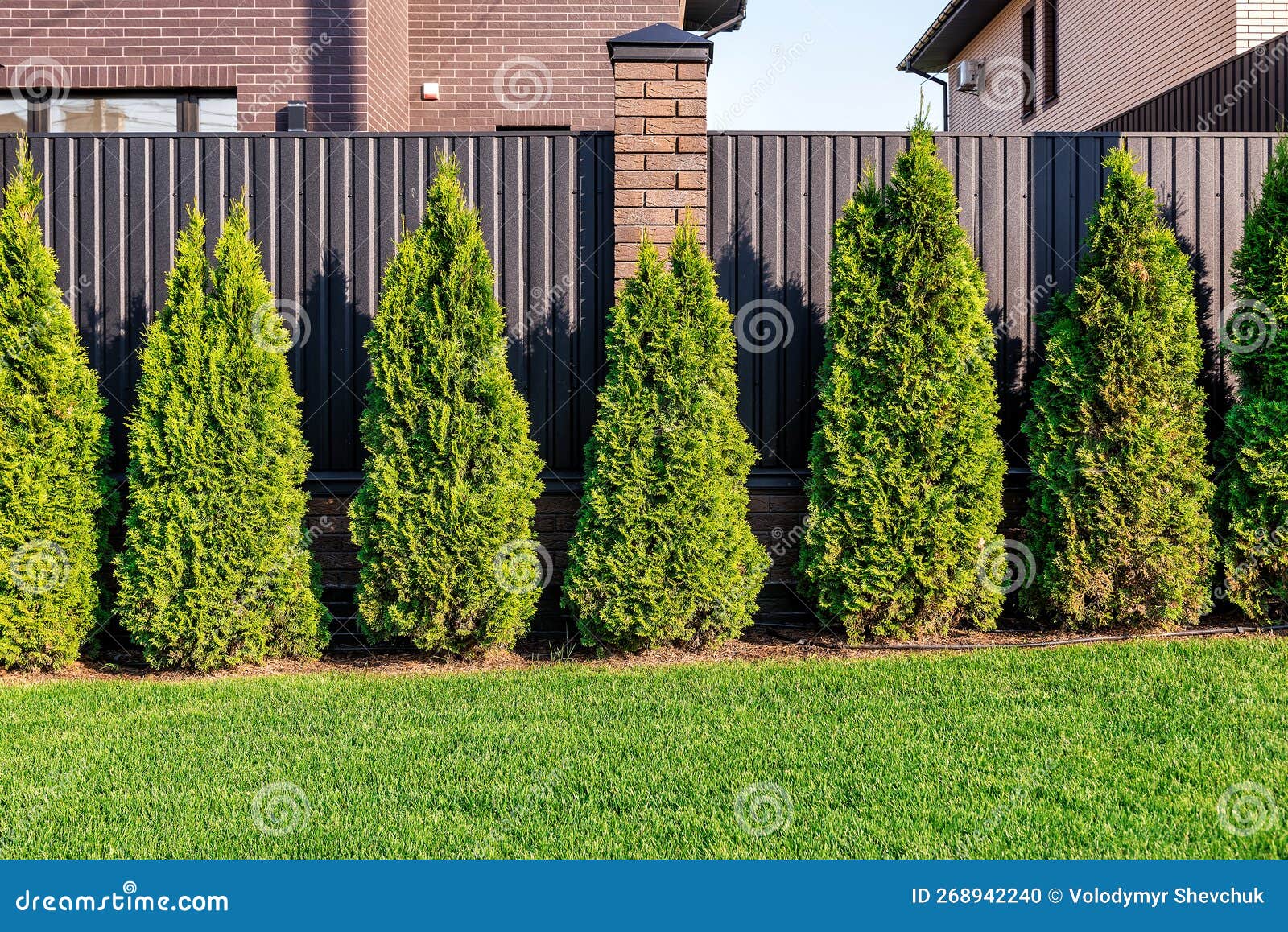 Green Thuja Trees are Planted in a Row. Beautiful Green Plants and ...