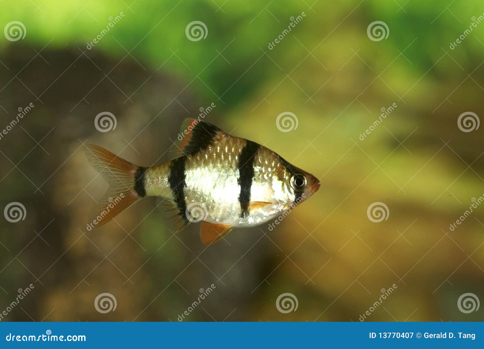 Green Tiger Barb 703935 stock image. Image of green, pets - 13770407