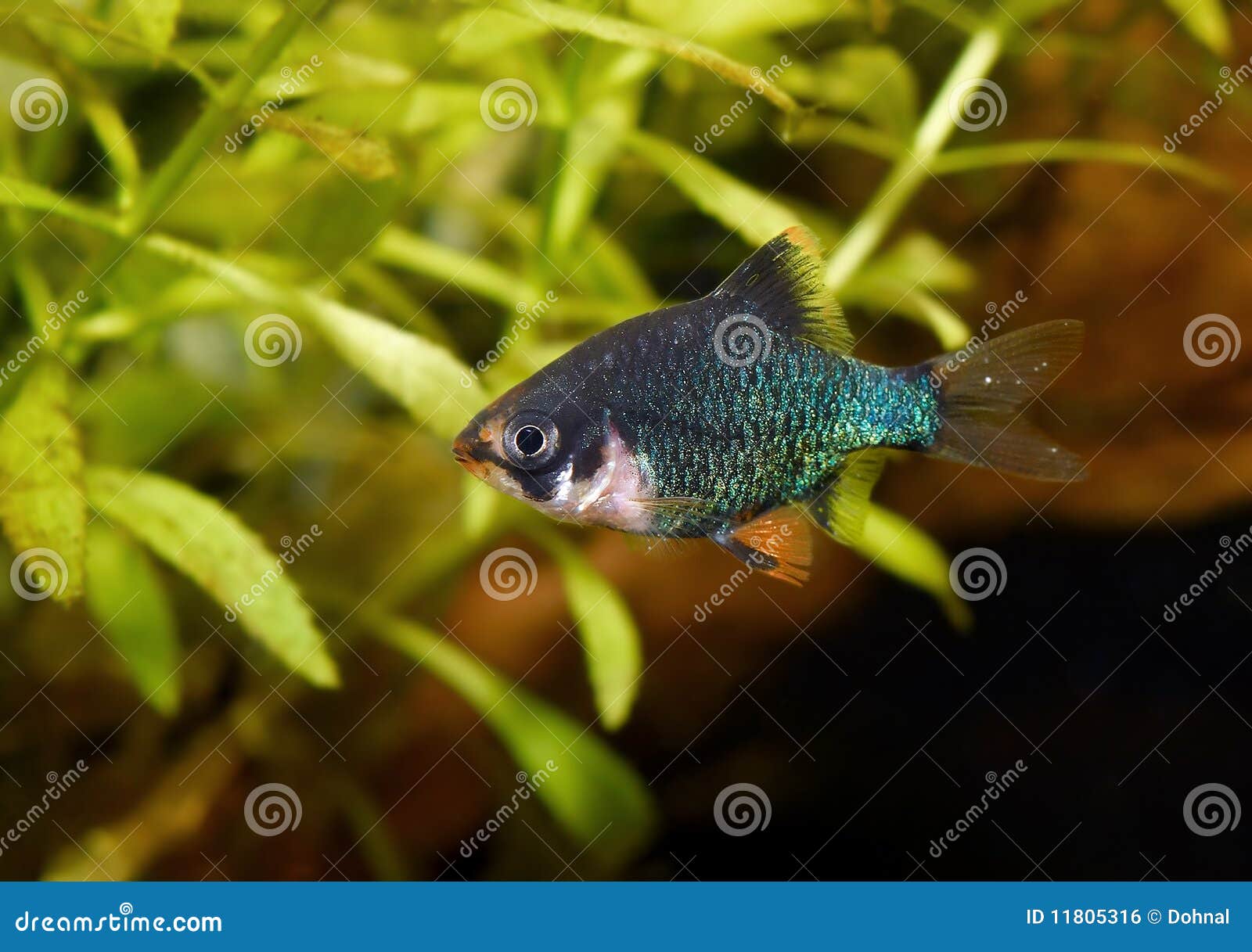 Green Tiger Barb (Puntius Tetrazona) Stock Photo - Image of root, barb ...