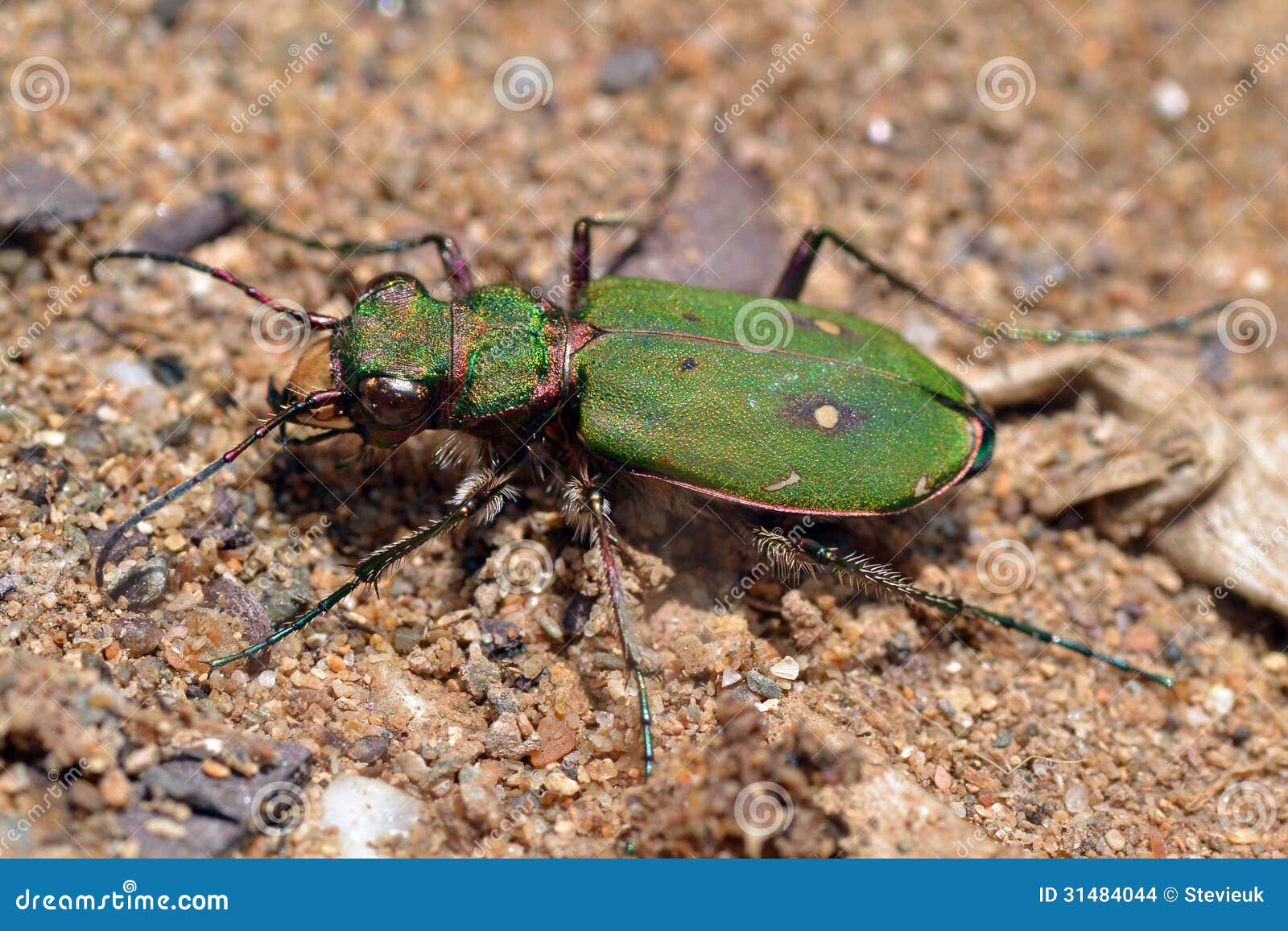 Green tiger beetle stock photo. Image of beetle, small - 31484044