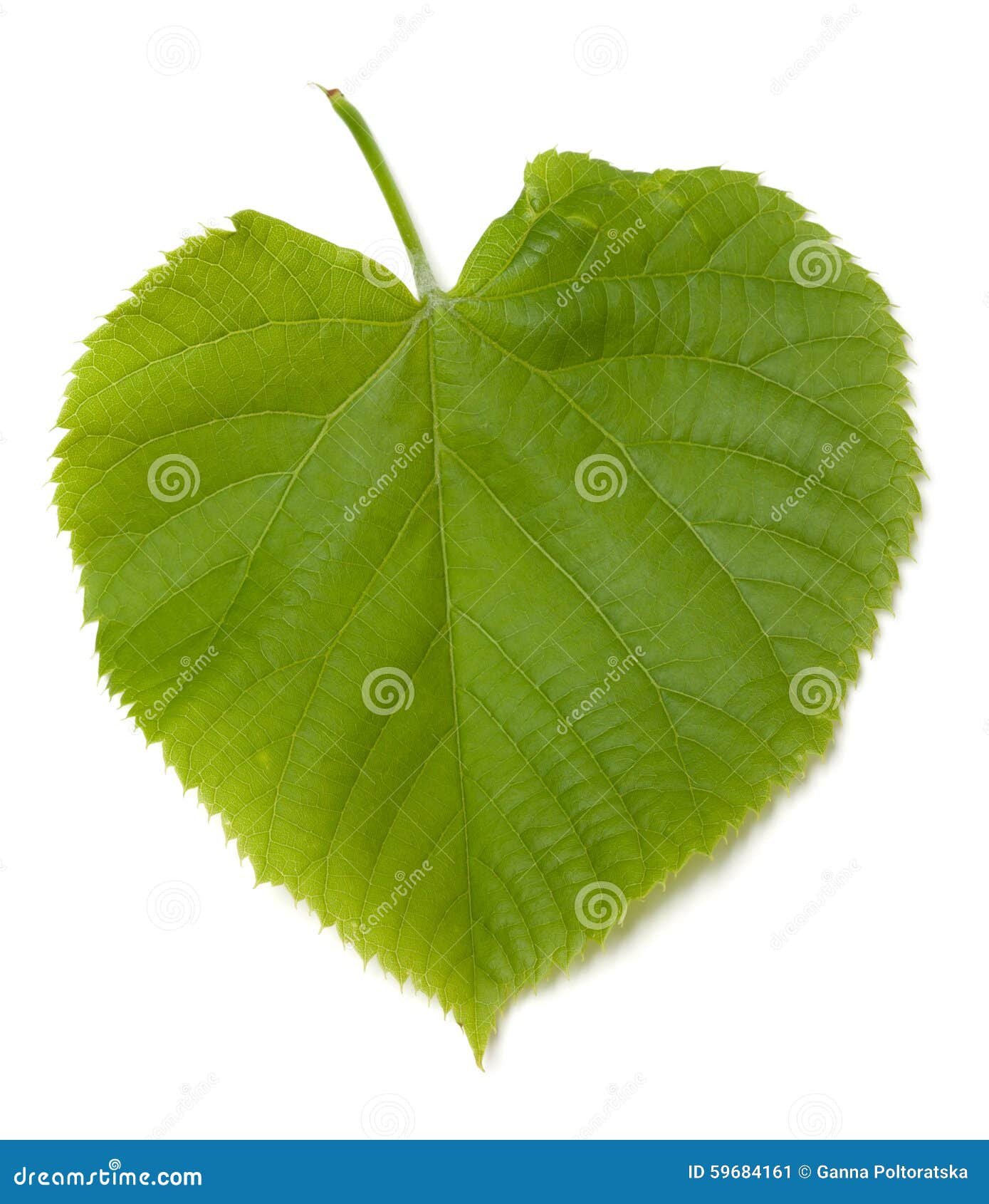 Green tilia leaf stock image. Image of discounts, green - 59684161