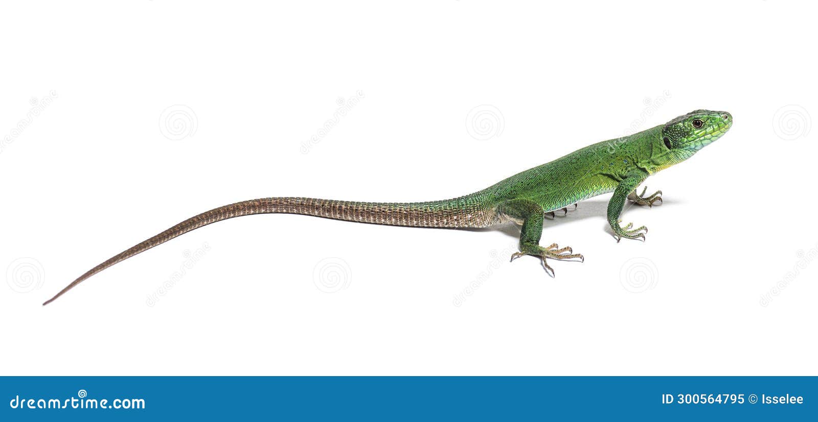 Green Timon Pater Specie of Wall Lizard, Isolated on White Stock Image ...