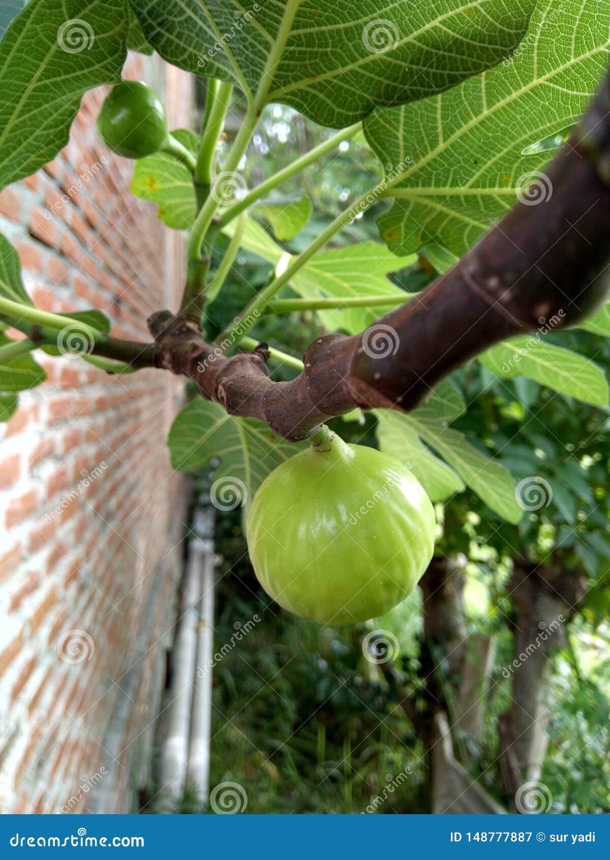 Green Tin Fruit or Ara Fruit Stock Image - Image of nature, green ...