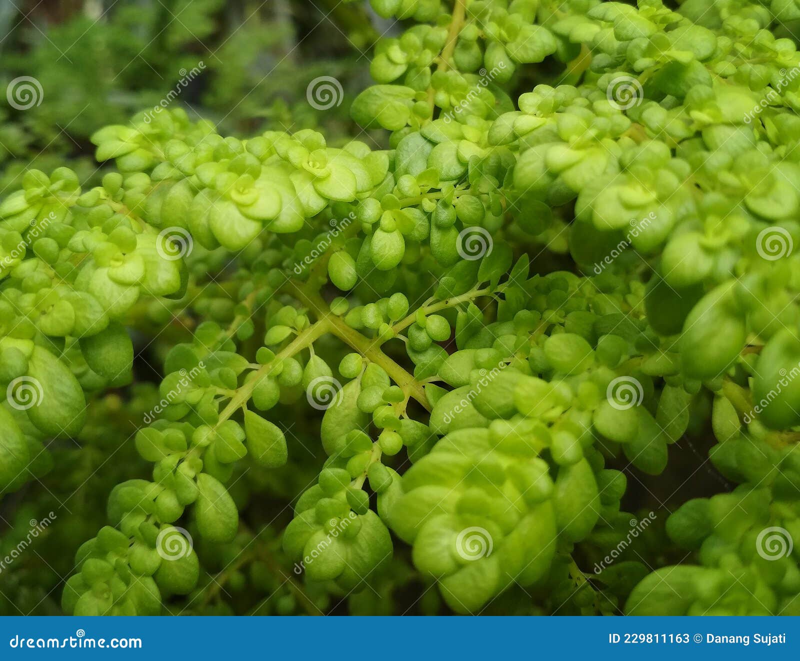 Tiny Leaves stock image. Image of bright, fillinframe - 229811163