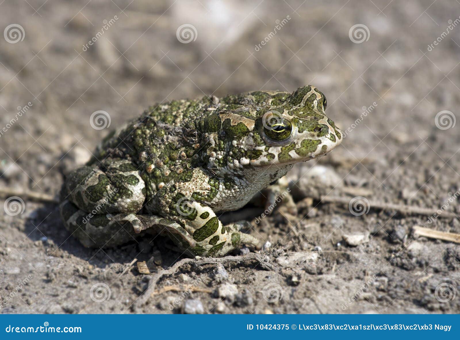 Green toad stock image. Image of nature, viridis, grey - 10424375