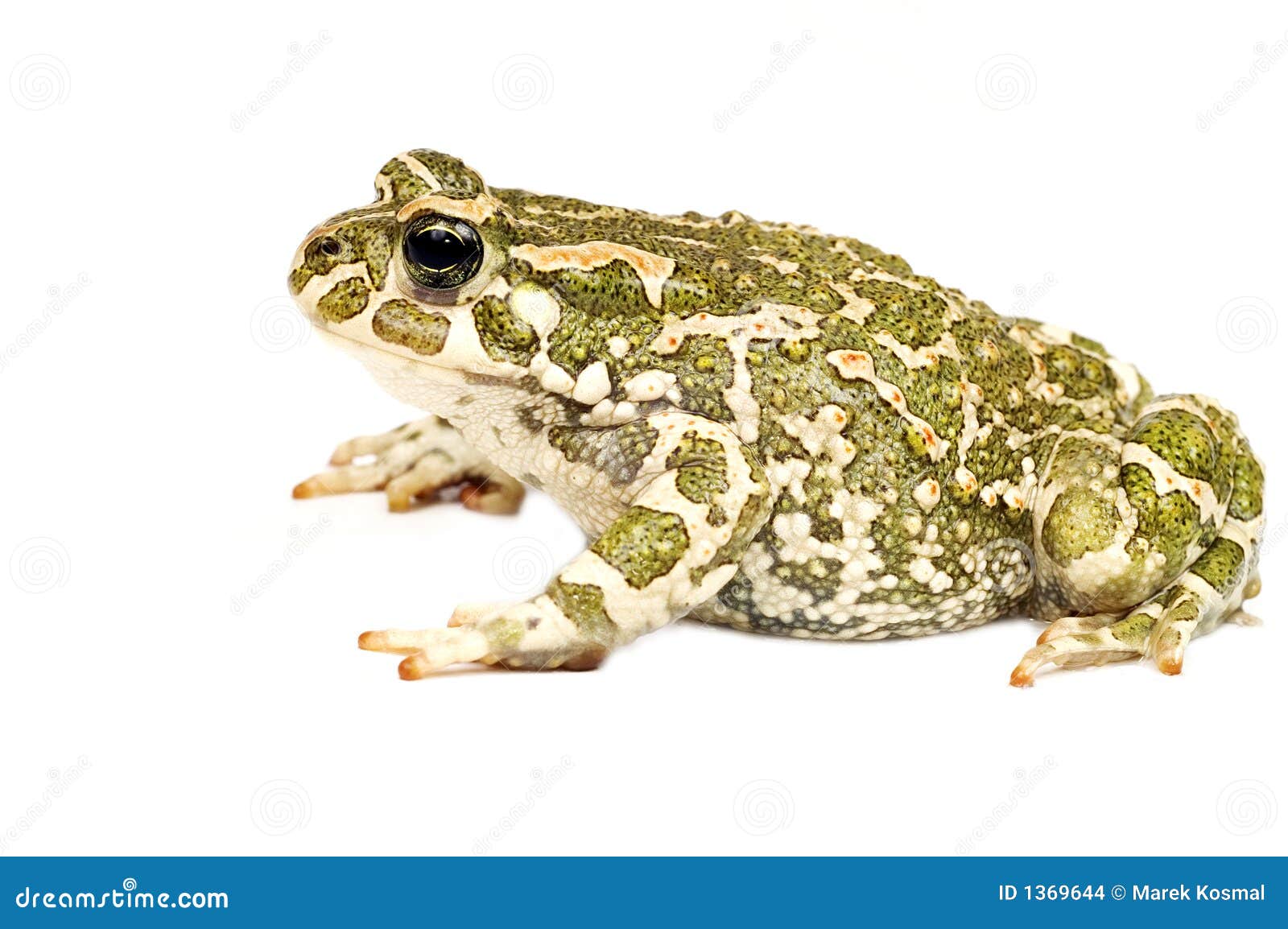 Green Toad. Png. Stock Photography | CartoonDealer.com #120159836