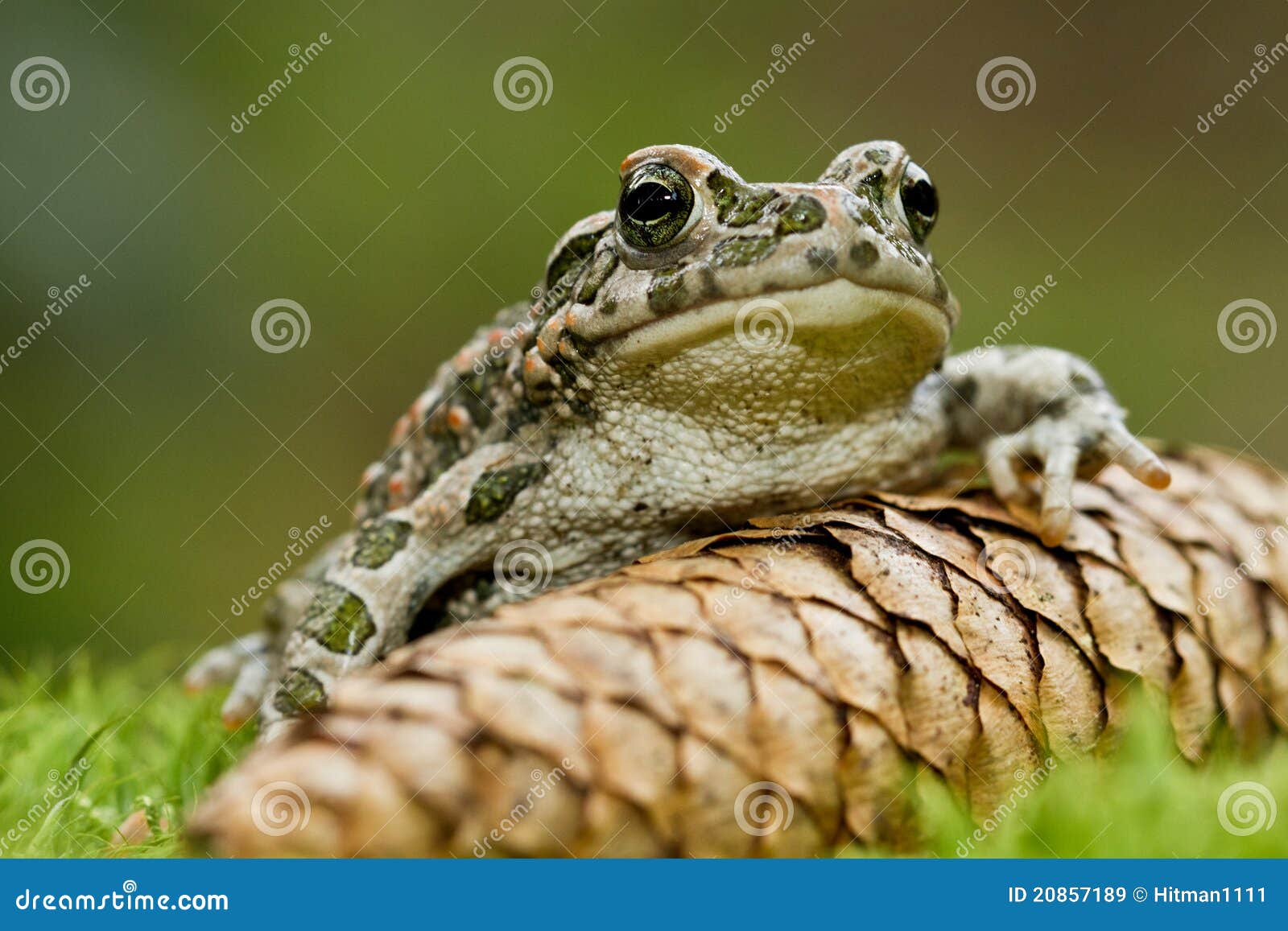 Green Toad stock image. Image of reptile, portrait, common - 20857189