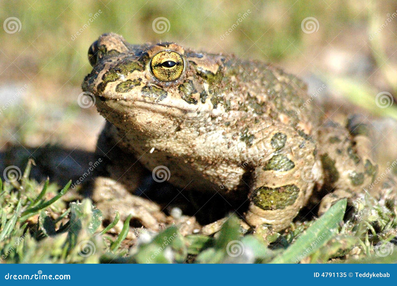 Green Toad stock image. Image of amphibian, habitat, close - 4791135