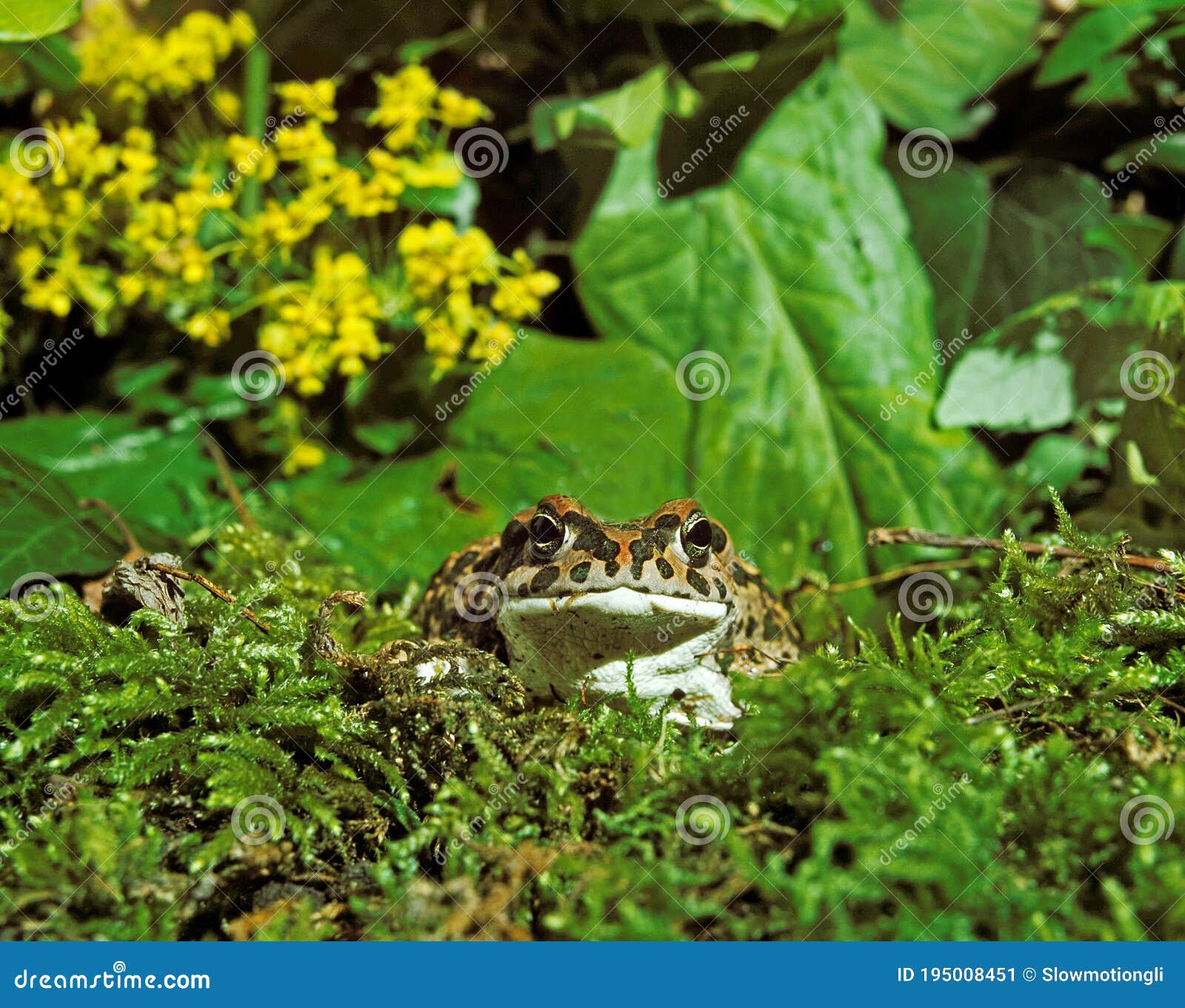 284 Toad Standing Photos - Free & Royalty-Free Stock Photos from Dreamstime