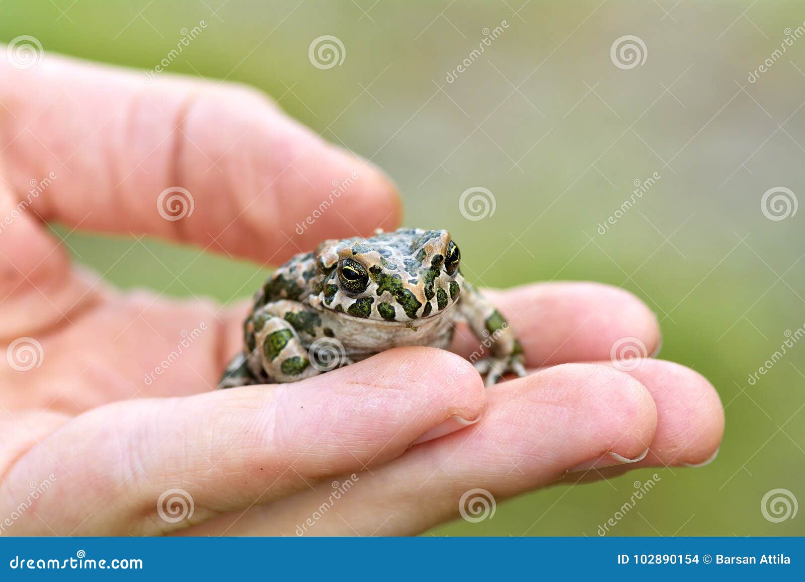 The Green Toad Bufo Viridis on Boy Hand Stock Photo - Image of ecology ...