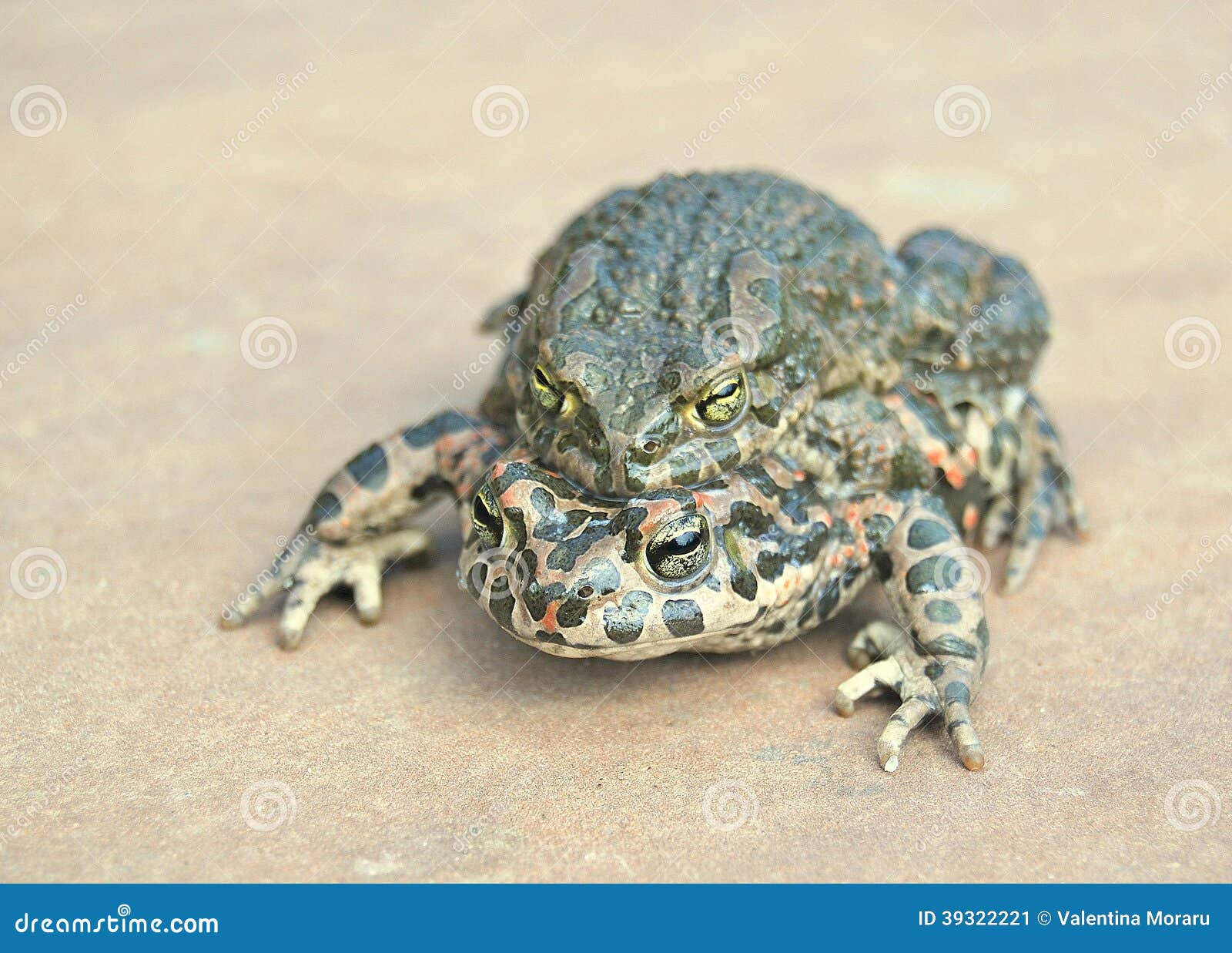 Bufo Viridis, European Green Toad. Royalty-Free Stock Photography ...