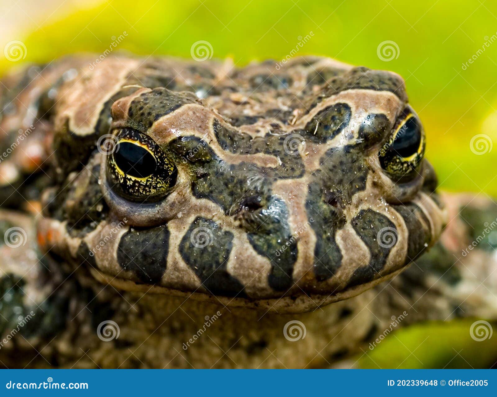 Green toad bufotes viridis stock photo. Image of amphibie - 202339648