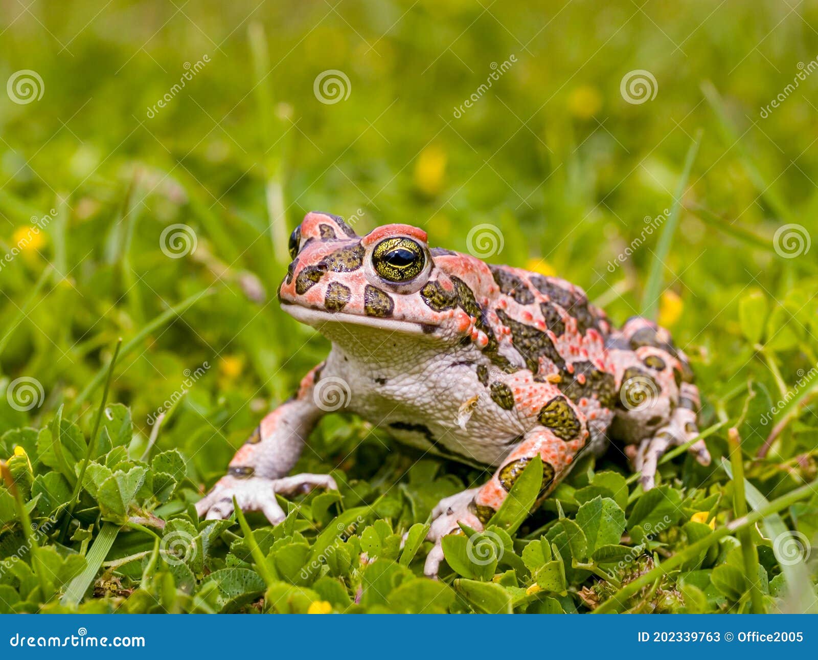 Green toad bufotes viridis stock image. Image of green - 202339763