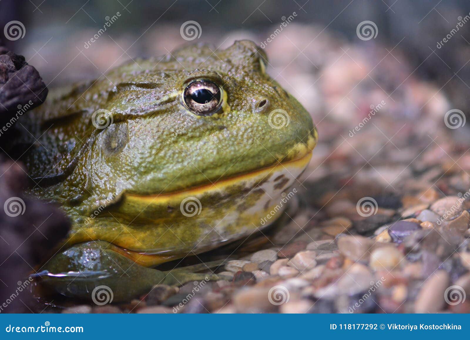 Green toad-bull portrait stock photo. Image of amphibian - 118177292