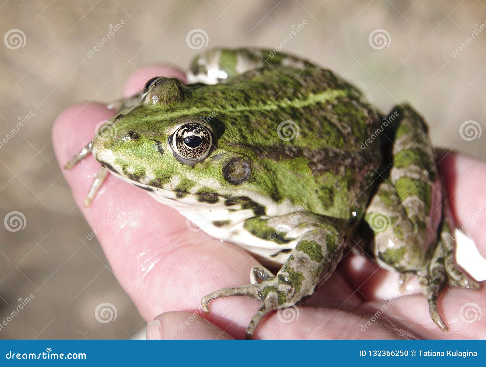 Green toad stock photo. Image of amphibian, body, curiosity - 132366250