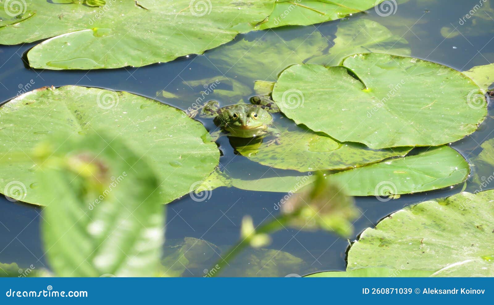 Green Toad on the Leaf in the Lake Stock Image - Image of wildflower ...