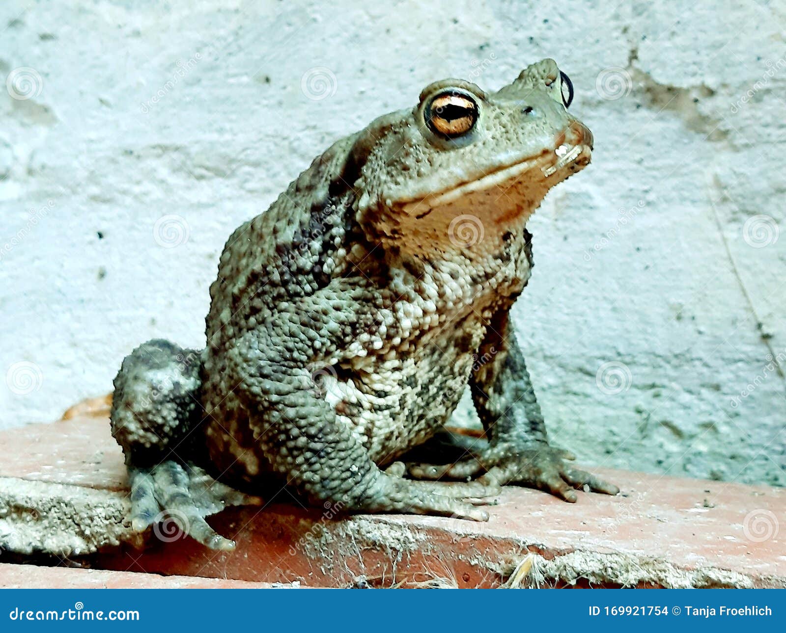 Green Toad Sitting on a Brick Stock Photo - Image of nature, frog ...