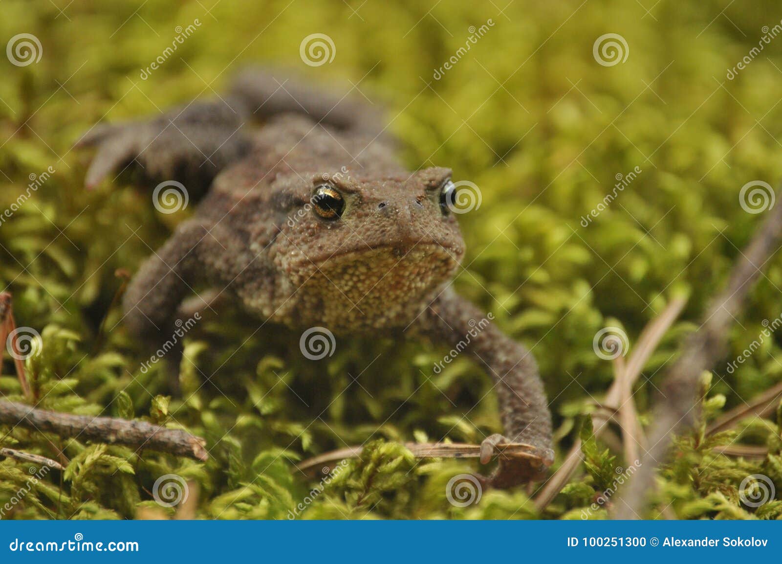 Toad stock photo. Image of reptile, amphibian, common - 100251300