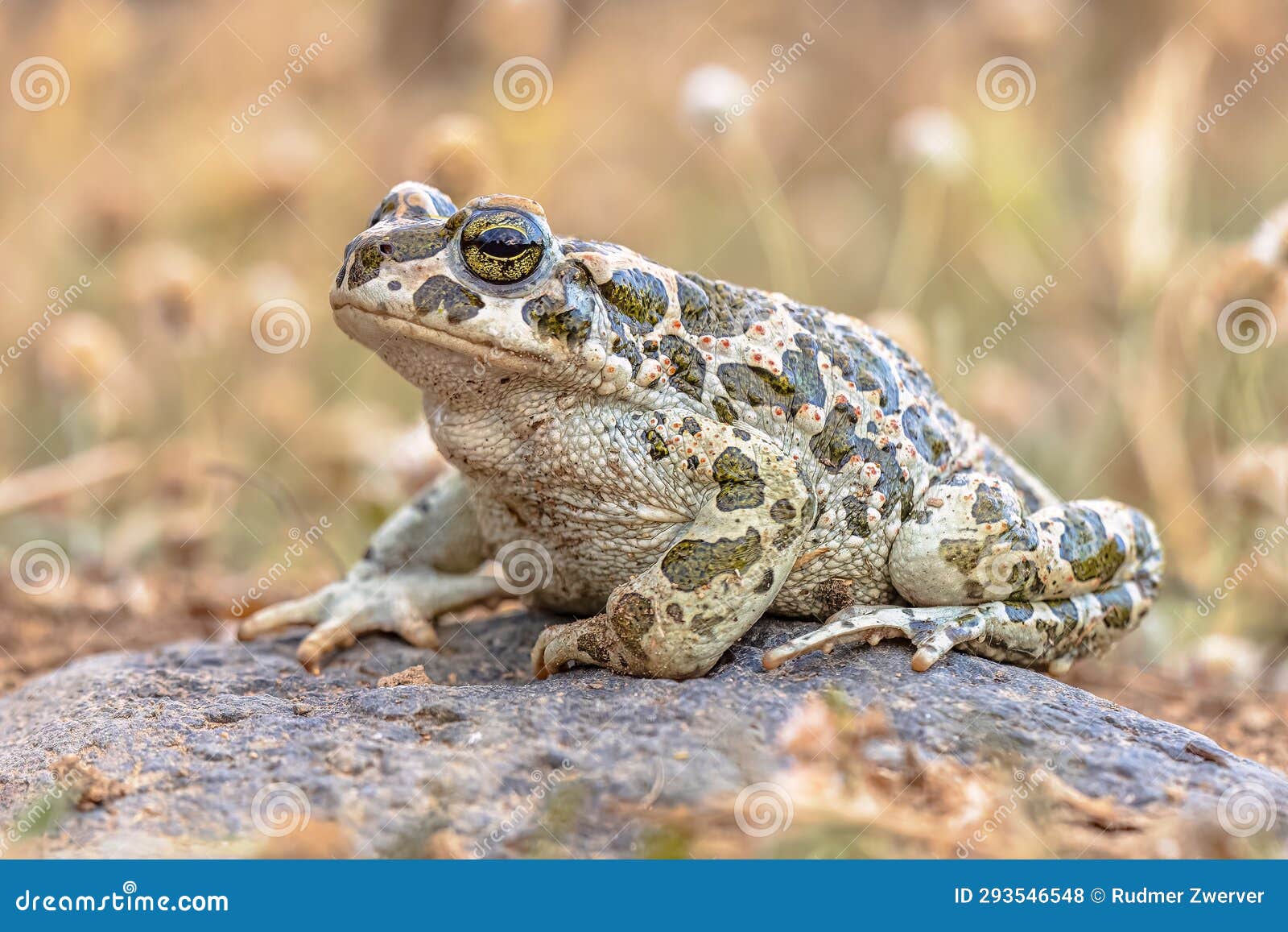 Green Toad Sitting on Stone in Grass Stock Photo - Image of environment ...