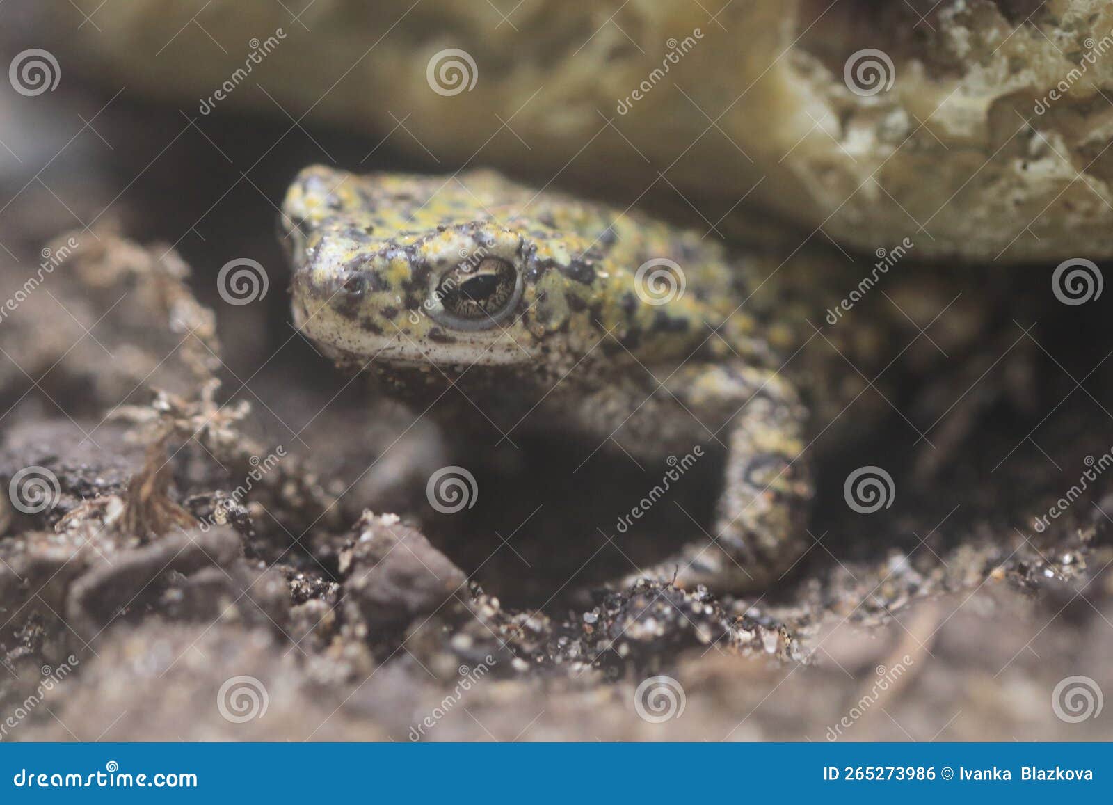 Green toad stock photo. Image of adult, sitting, nature - 265273986
