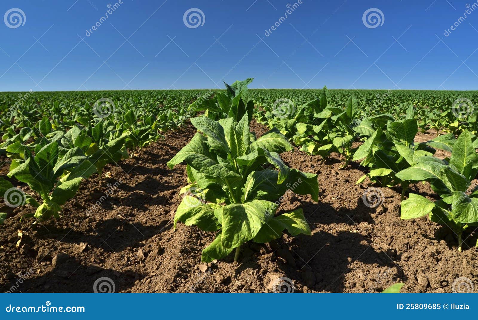 Green tobacco stock image. Image of harvest, land, cigarette - 25809685