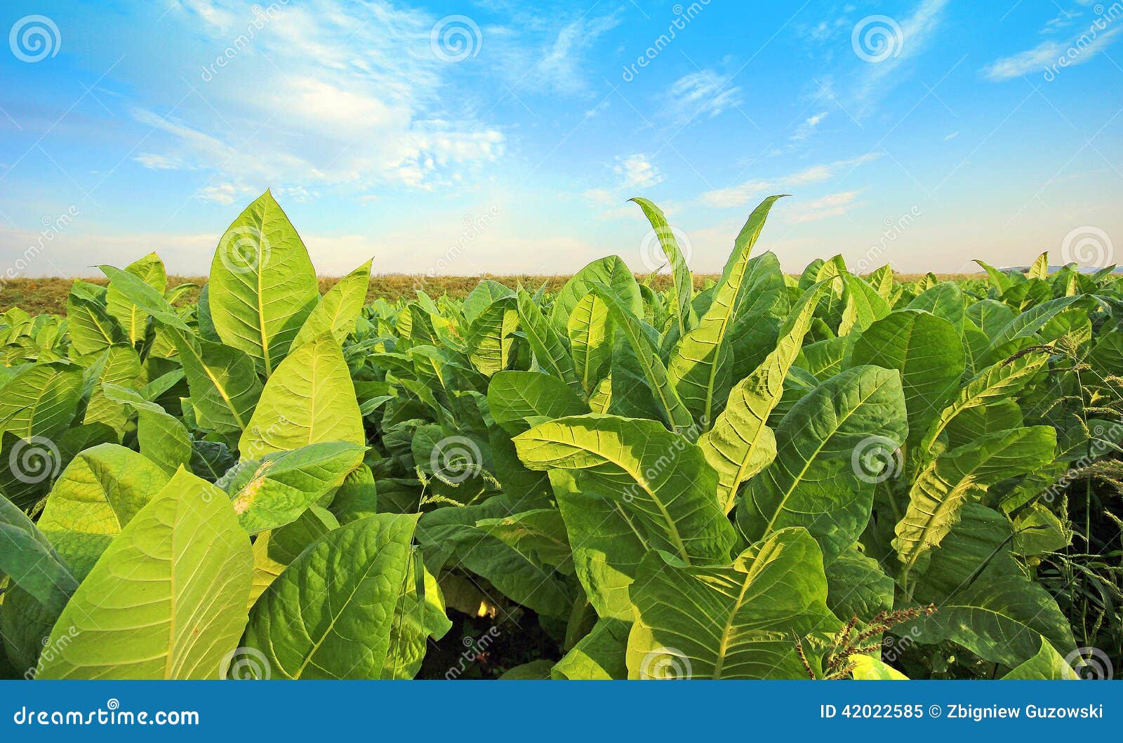 Green tobacco stock image. Image of smoke, plantation - 42022585