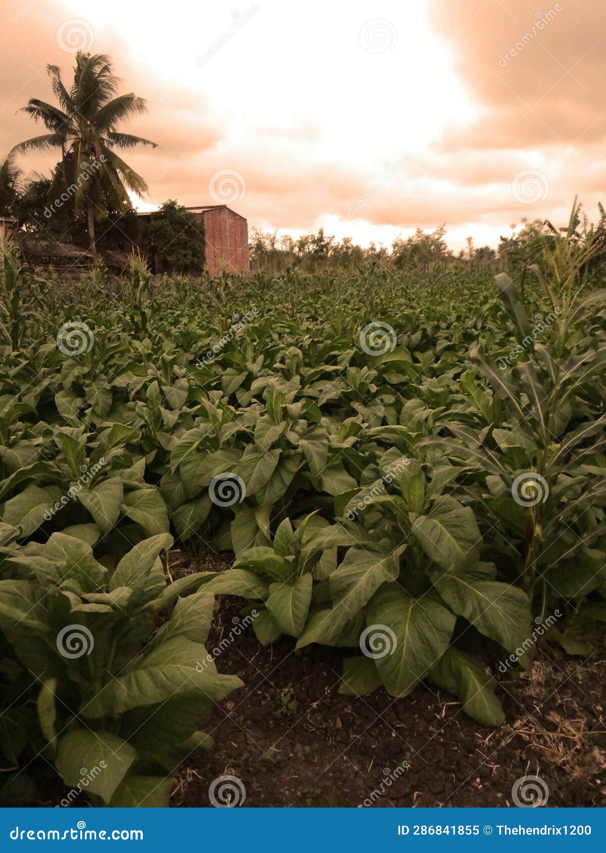 The Green Tobacco Tree is Pleasing To the Eye Stock Image - Image of ...