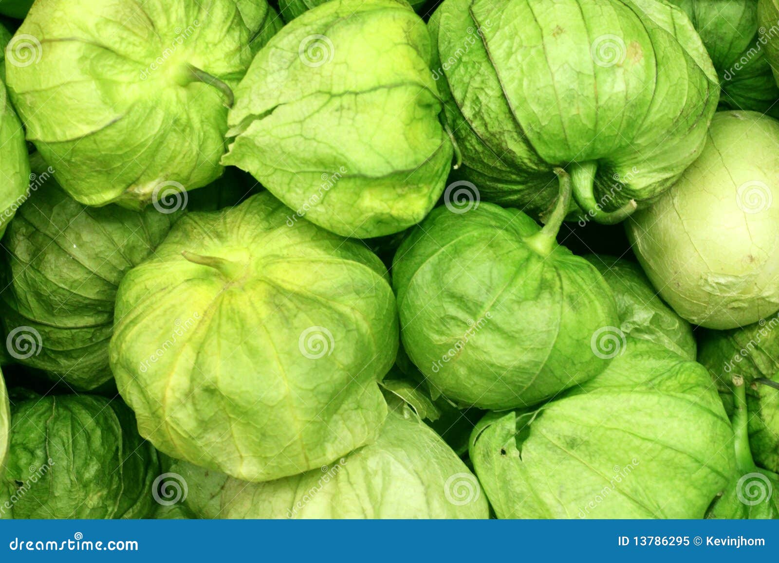 Green Tomatillo stock image. Image of vegetable, green - 13786295
