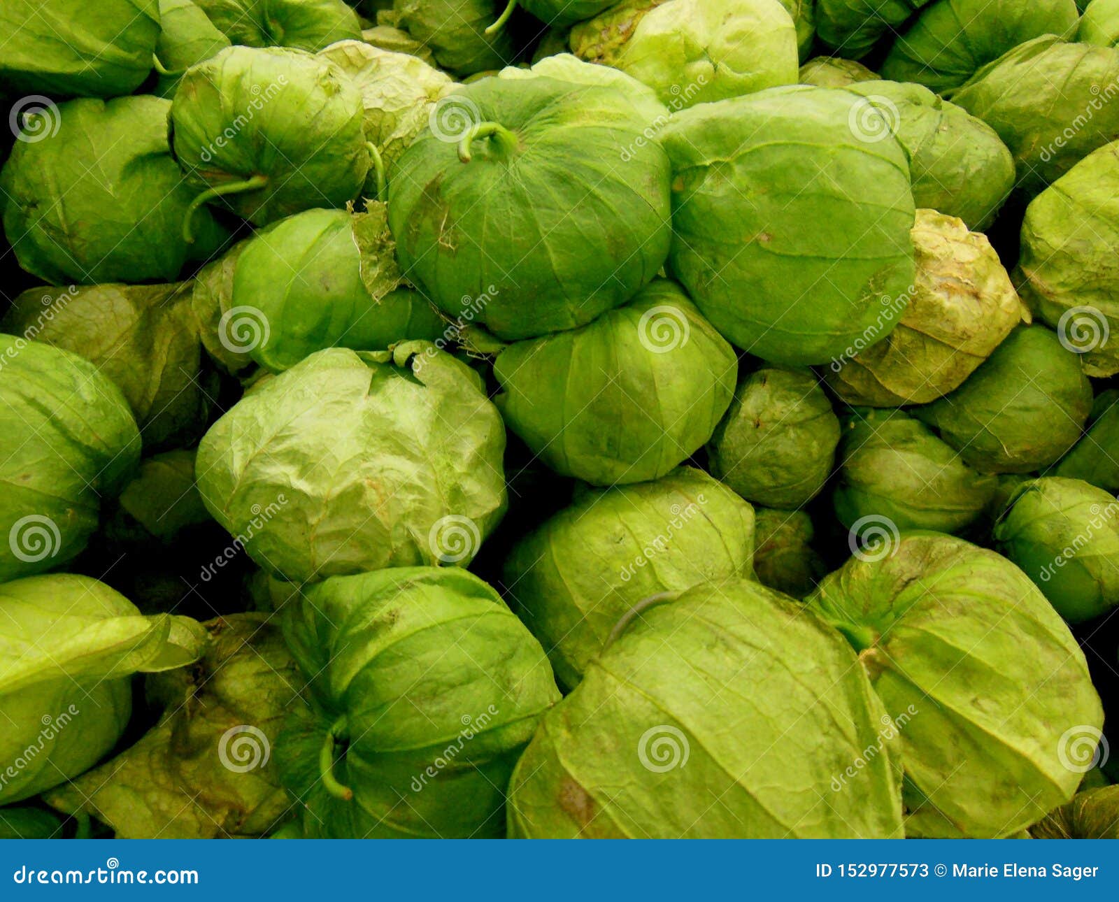 Tomatillos stock image. Image of plant, food, salsa - 152977573