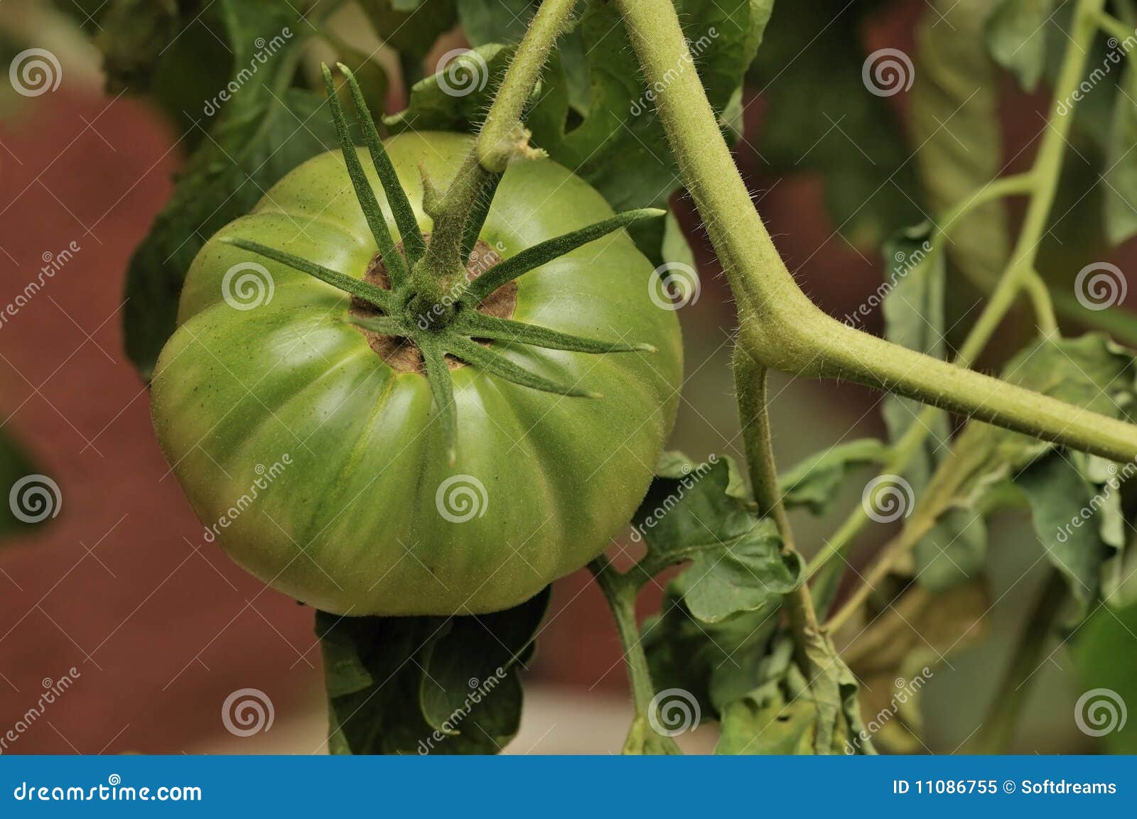Green Tomato stock image. Image of detail, diet, produce - 11086755