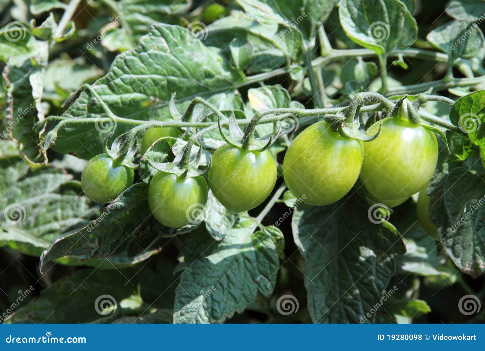 Green tomato stock photo. Image of vine, agriculture - 19280098