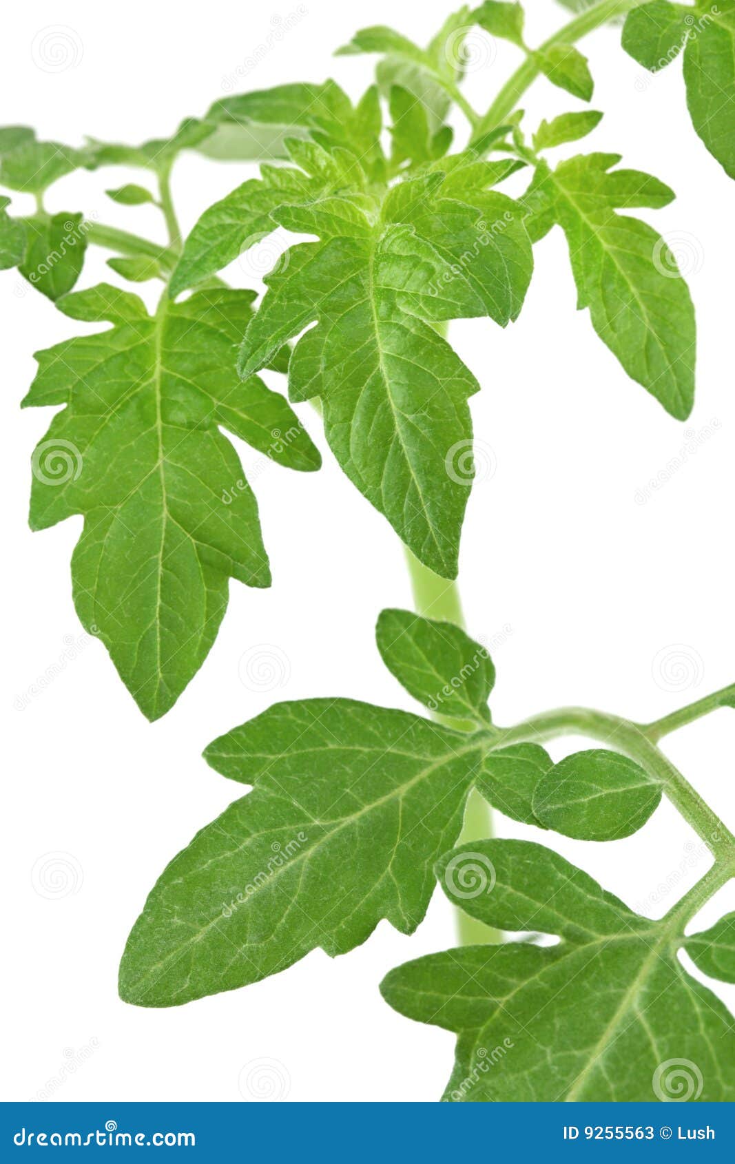 Tomato Leaves Isolated On White, Collection Stock Image | CartoonDealer ...
