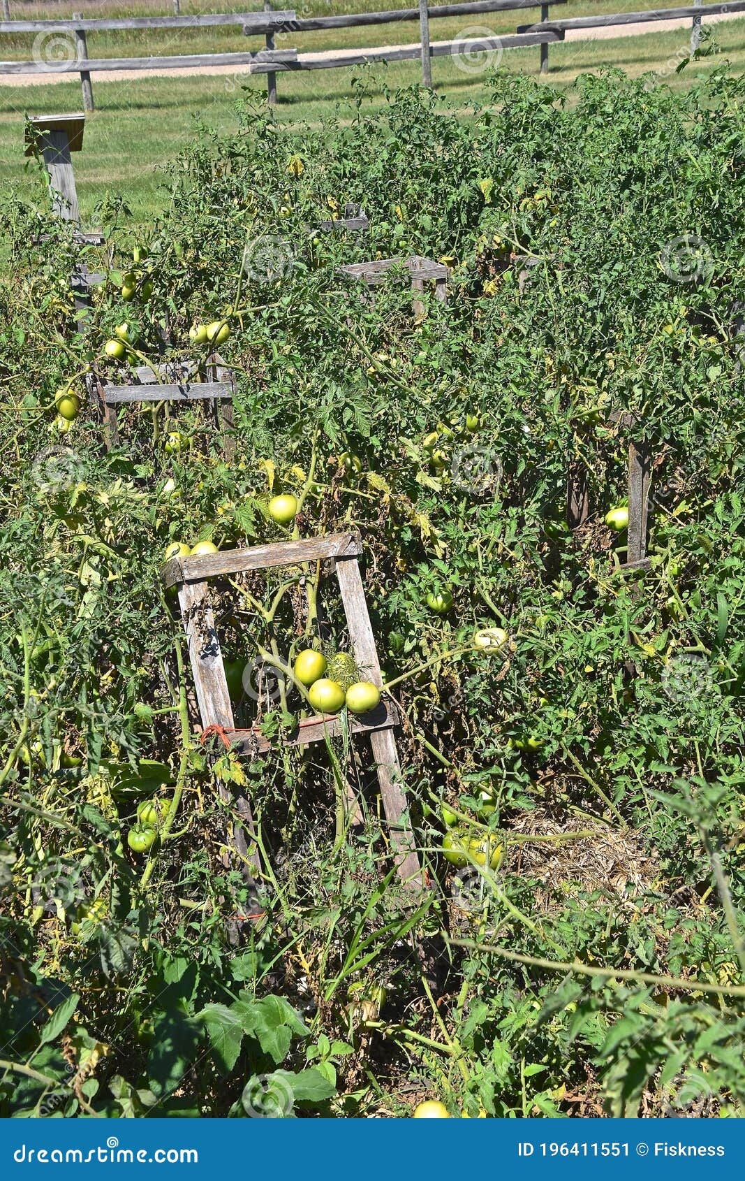 Green Tomato Plants in a Garden Stock Image - Image of healthy, bunch ...