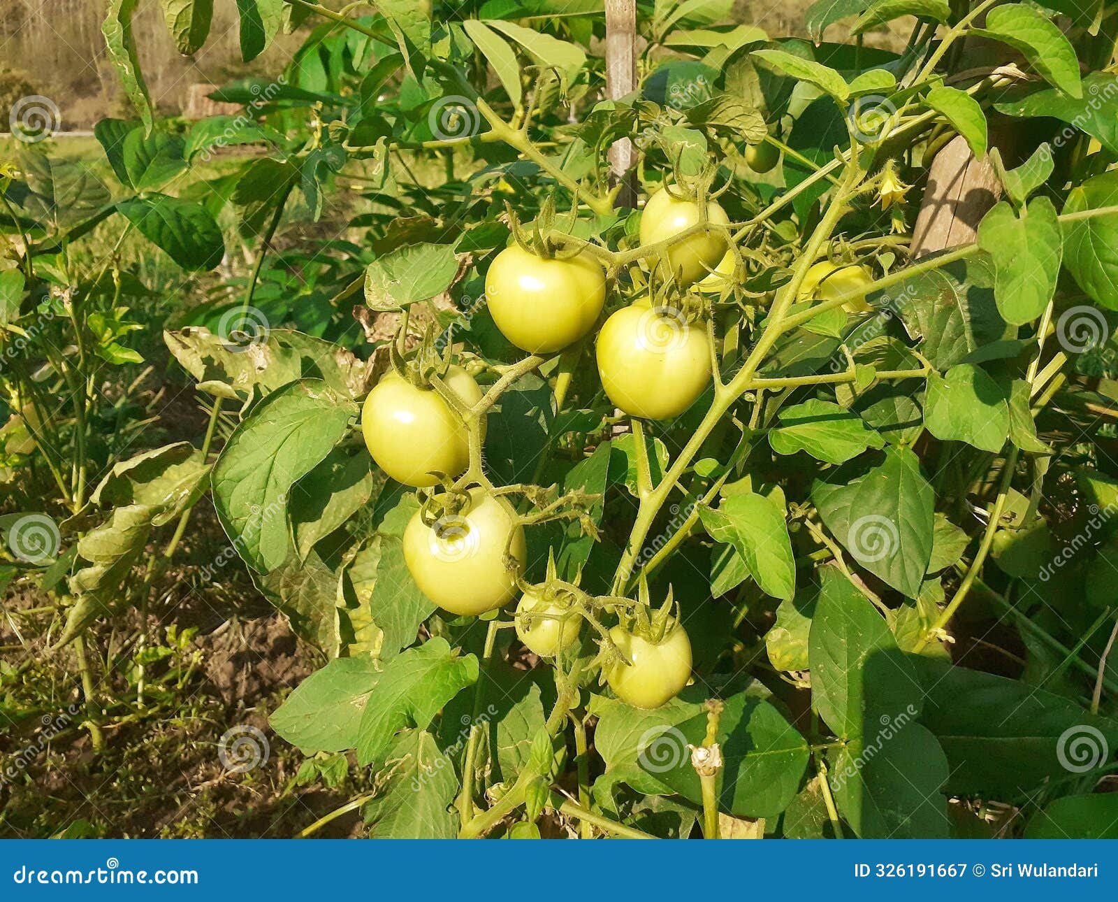 Green Tomato Plants with Morning Sunlight Stock Image - Image of ...